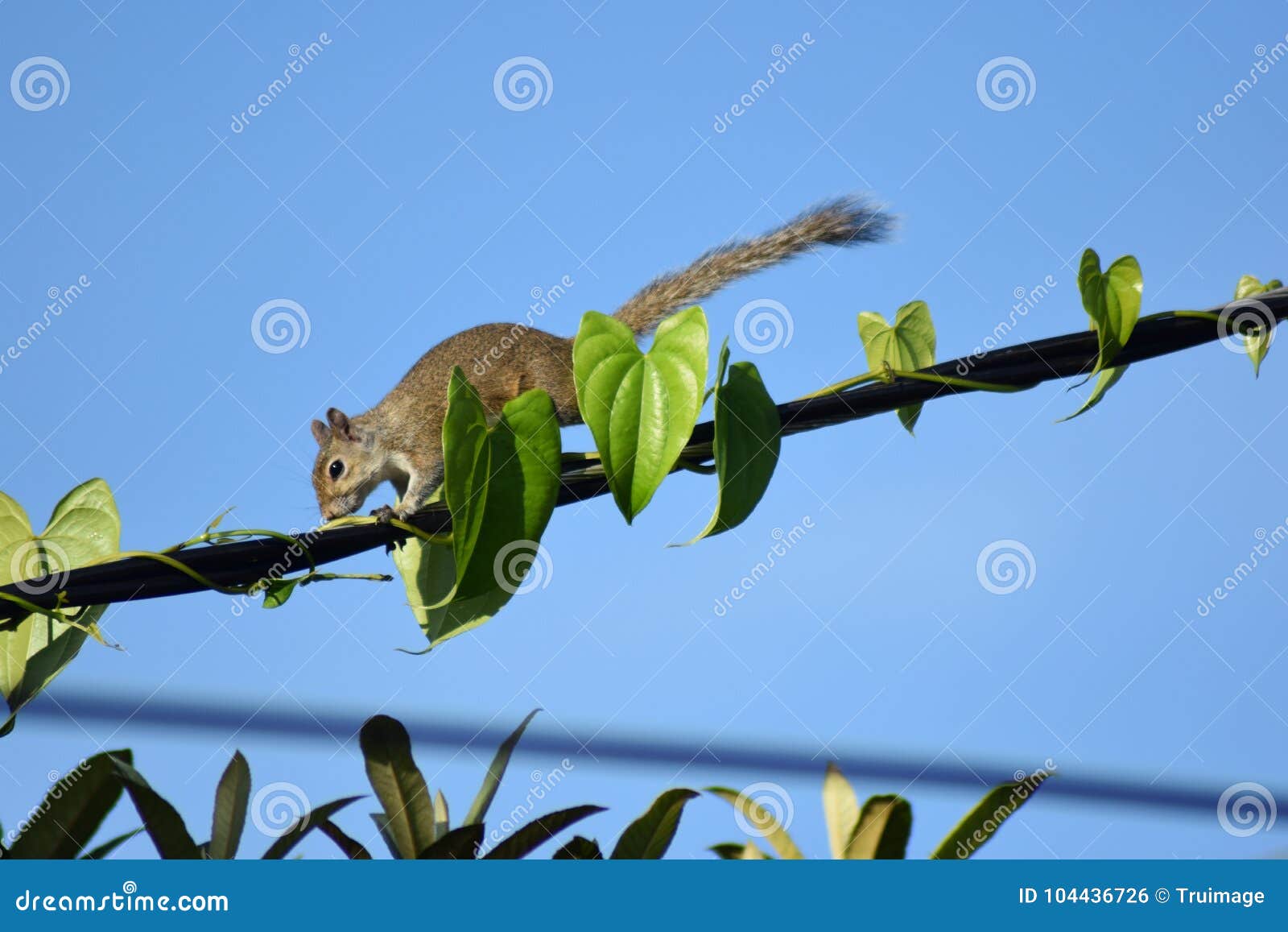 Squirrel on electric wire. stock photo. Image of wildlife - 104436726