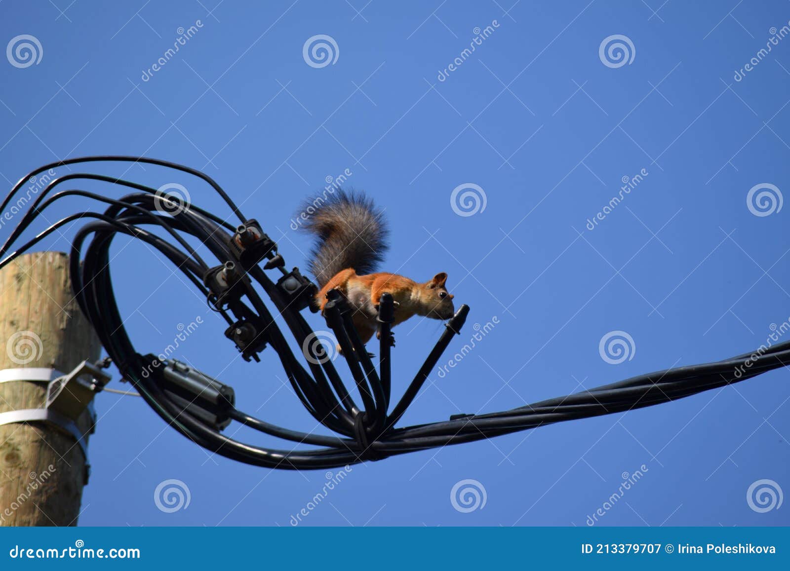 Squirrel on the Electric Wires Stock Image - Image of background ...