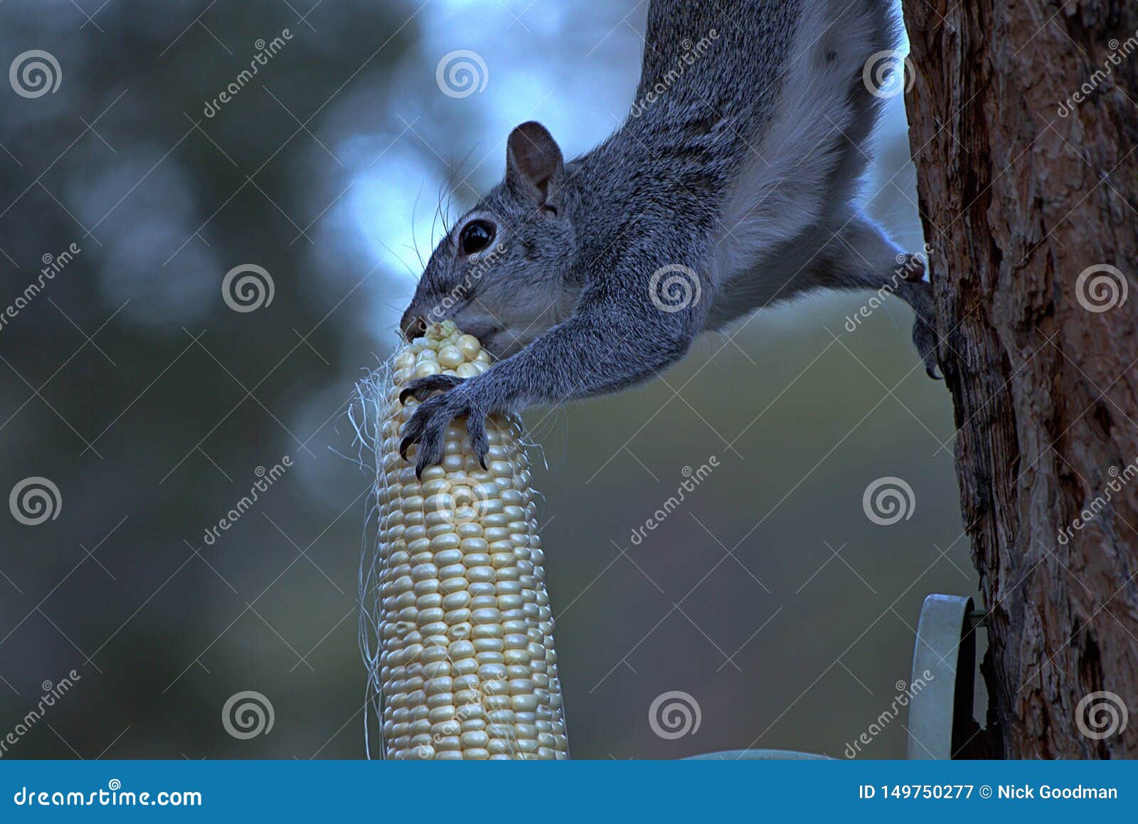 Squirrel Enjoying His Dinner on a Tree. Stock Image - Image of enjoying ...