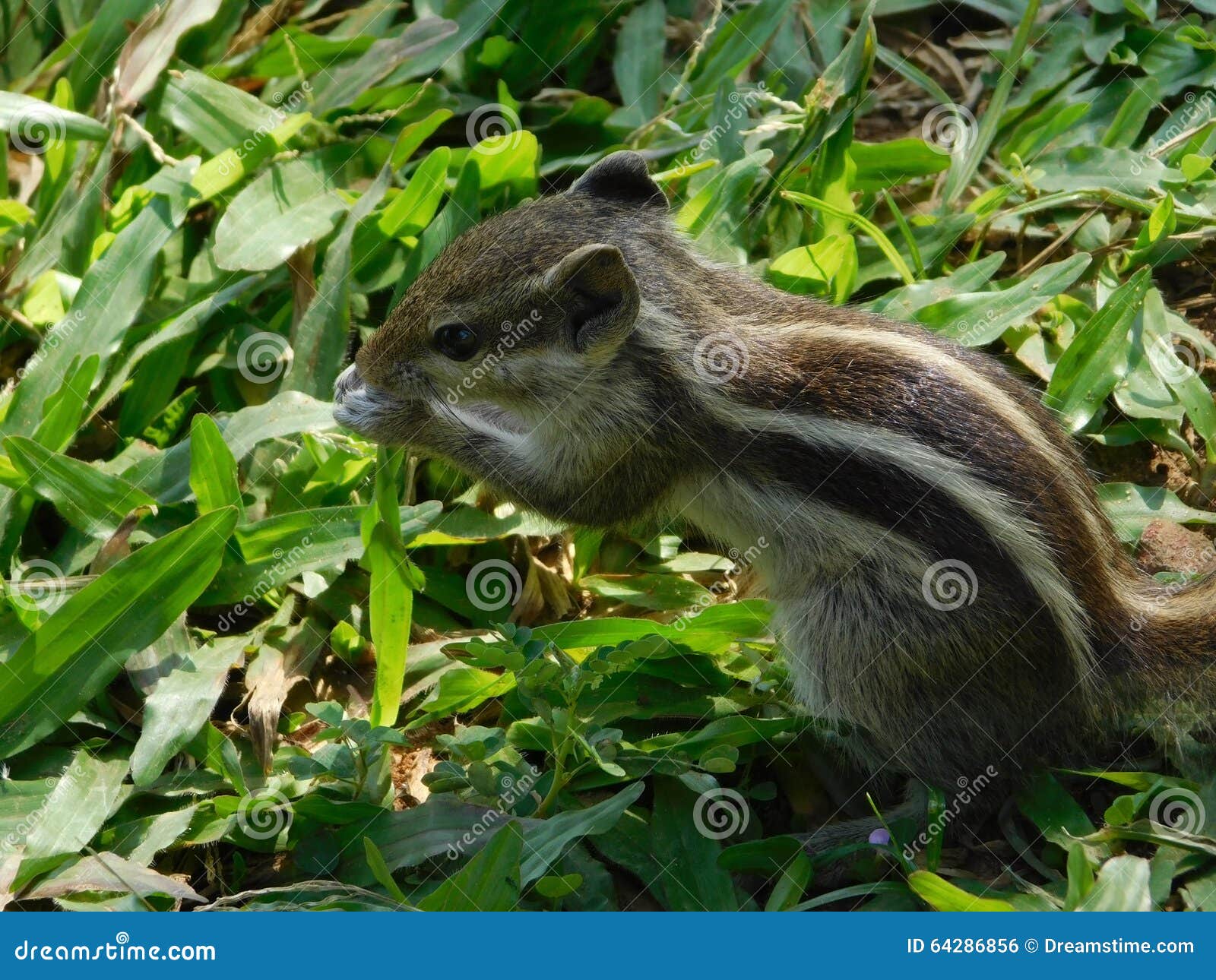 Squirrel stock photo. Image of playing, sitting, breakfast - 64286856