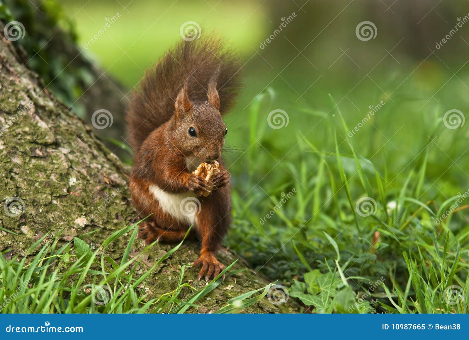 Squirrel eting a walnut stock image. Image of grass, eating - 10987665