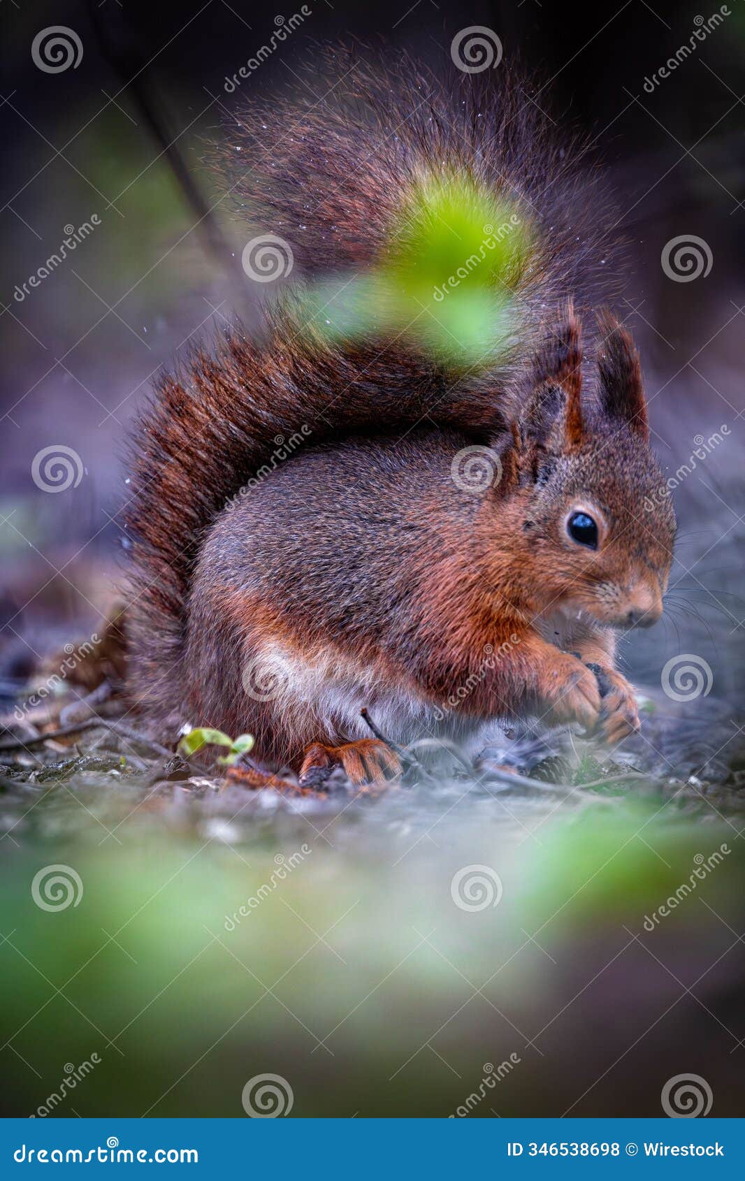 Squirrel Explore Forest in Sweden and Enjoy in Food What Found Stock ...