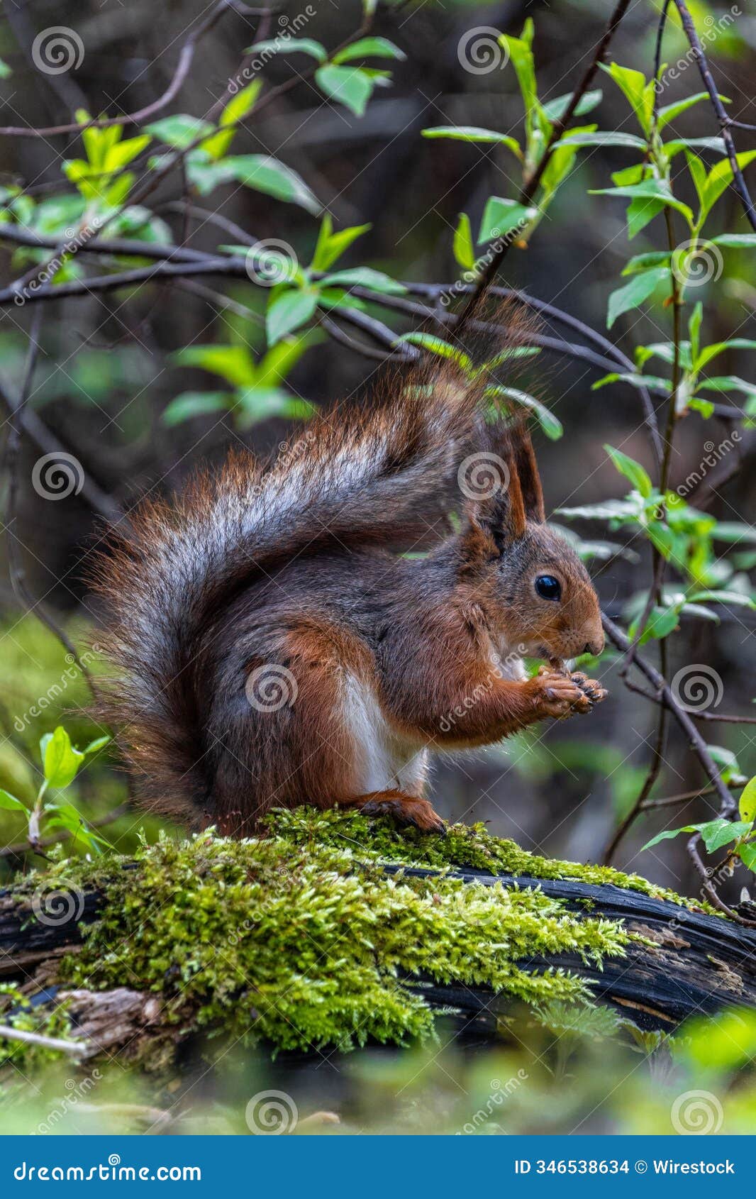 Squirrel Explore Forest in Sweden and Enjoy in Food What Found Stock ...