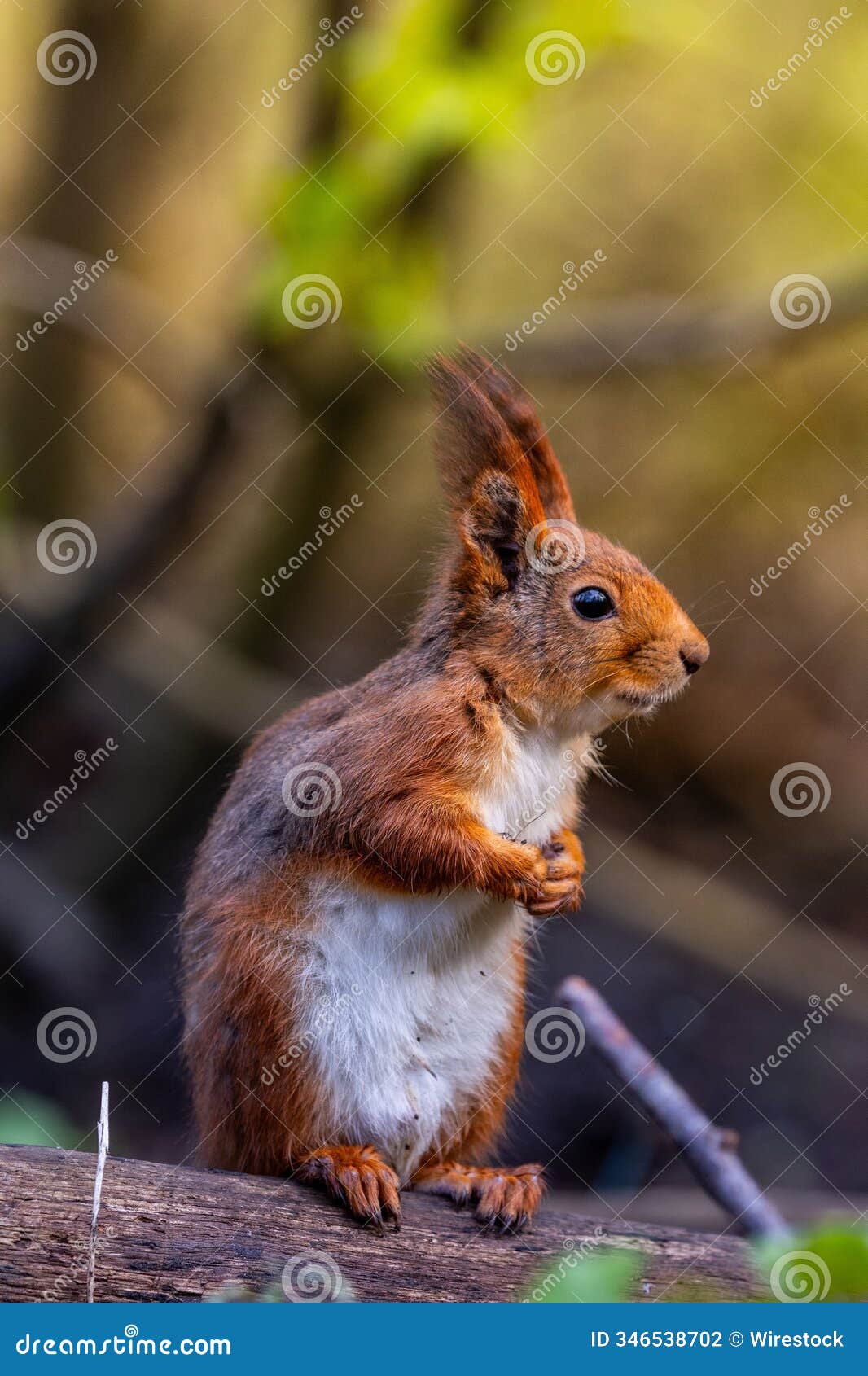 Squirrel Explore Forest in Sweden and Enjoy in Food What Found Stock ...