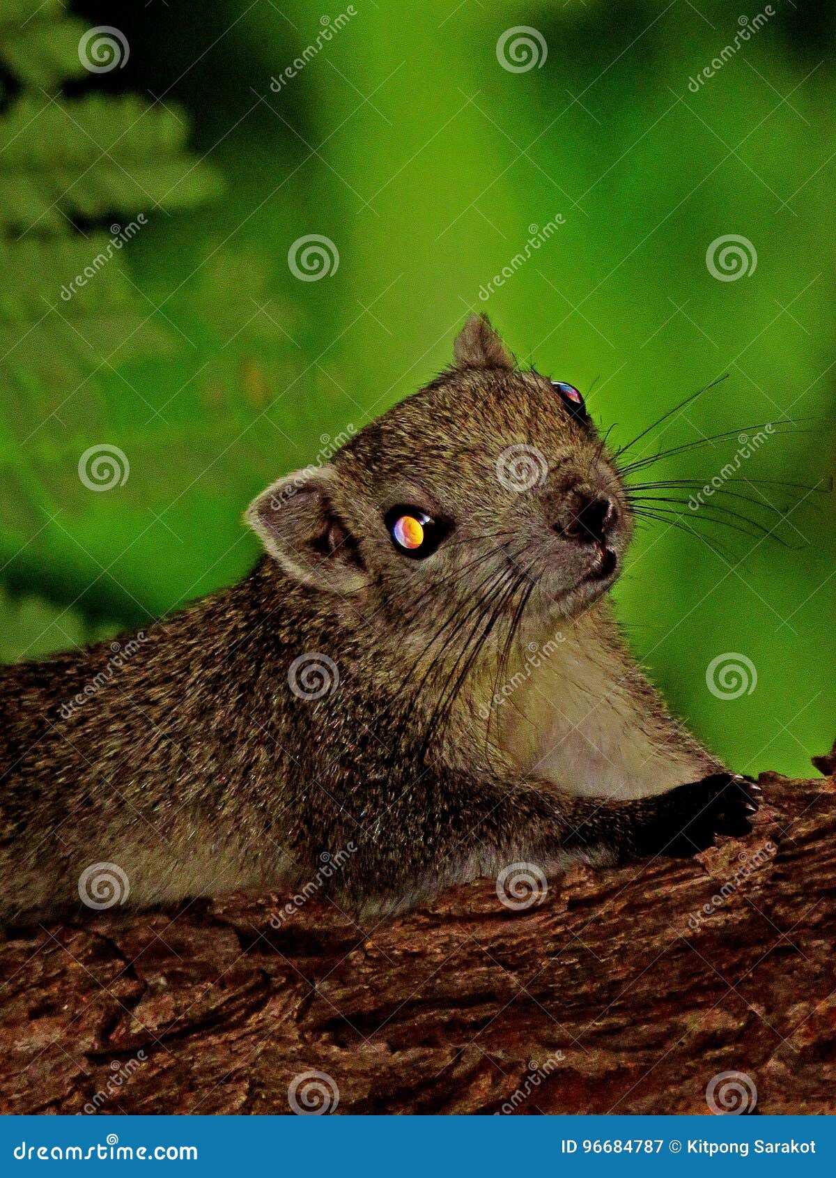 Squirrel eyes in the dark stock image. Image of squirrel - 96684787