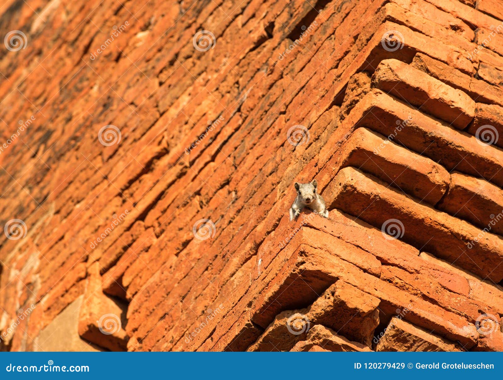 The Squirrel on the Facade of the Buddhist Temple in Bagan, Myanmar ...