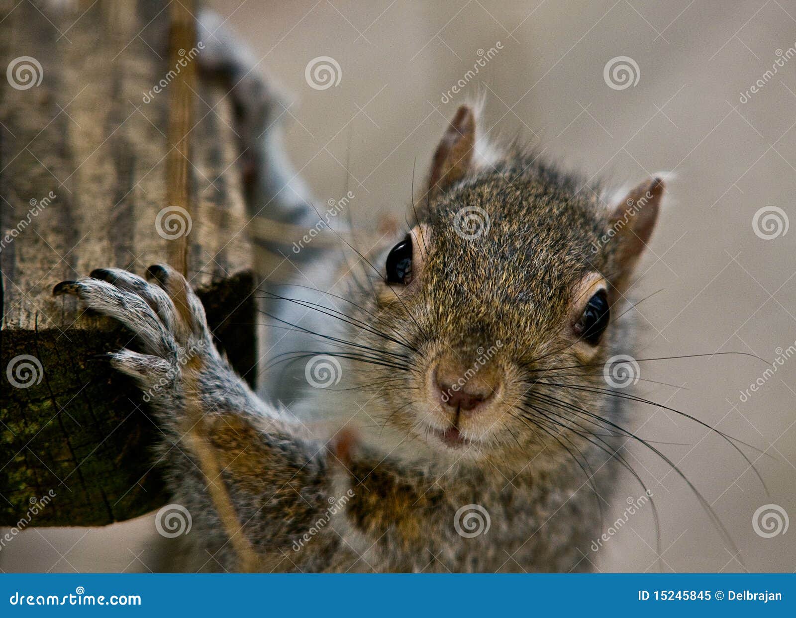 Squirrel Face stock image. Image of forest, ears, frontal - 15245845