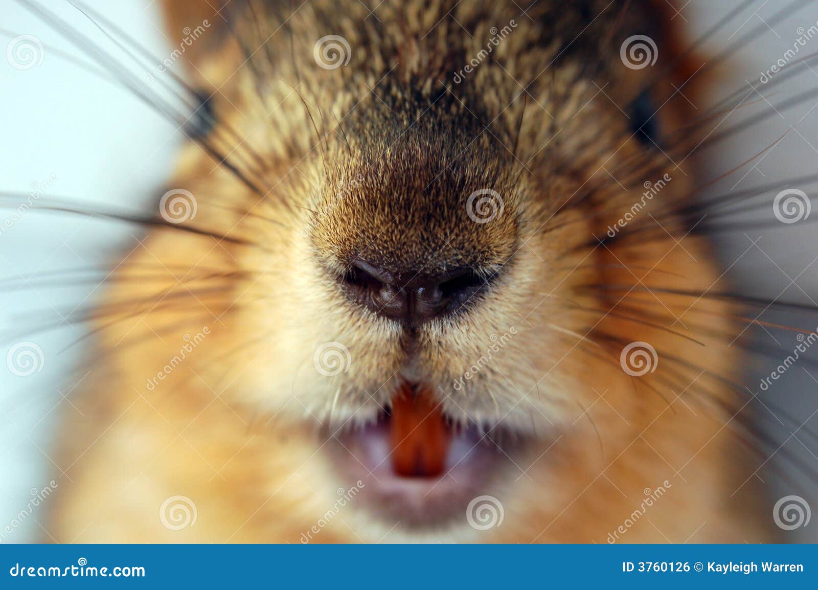 Squirrel Face stock photo. Image of whiskers, head, nose - 3760126