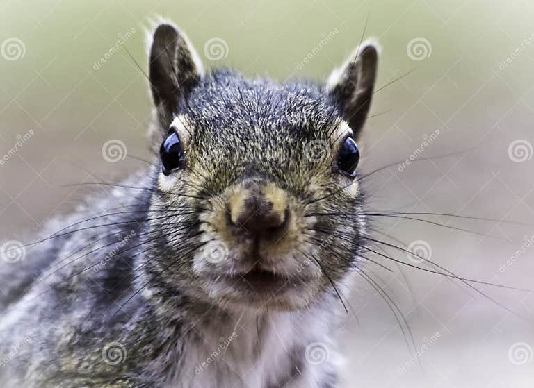 Squirrel Face stock image. Image of funny, animal, curious - 39756807