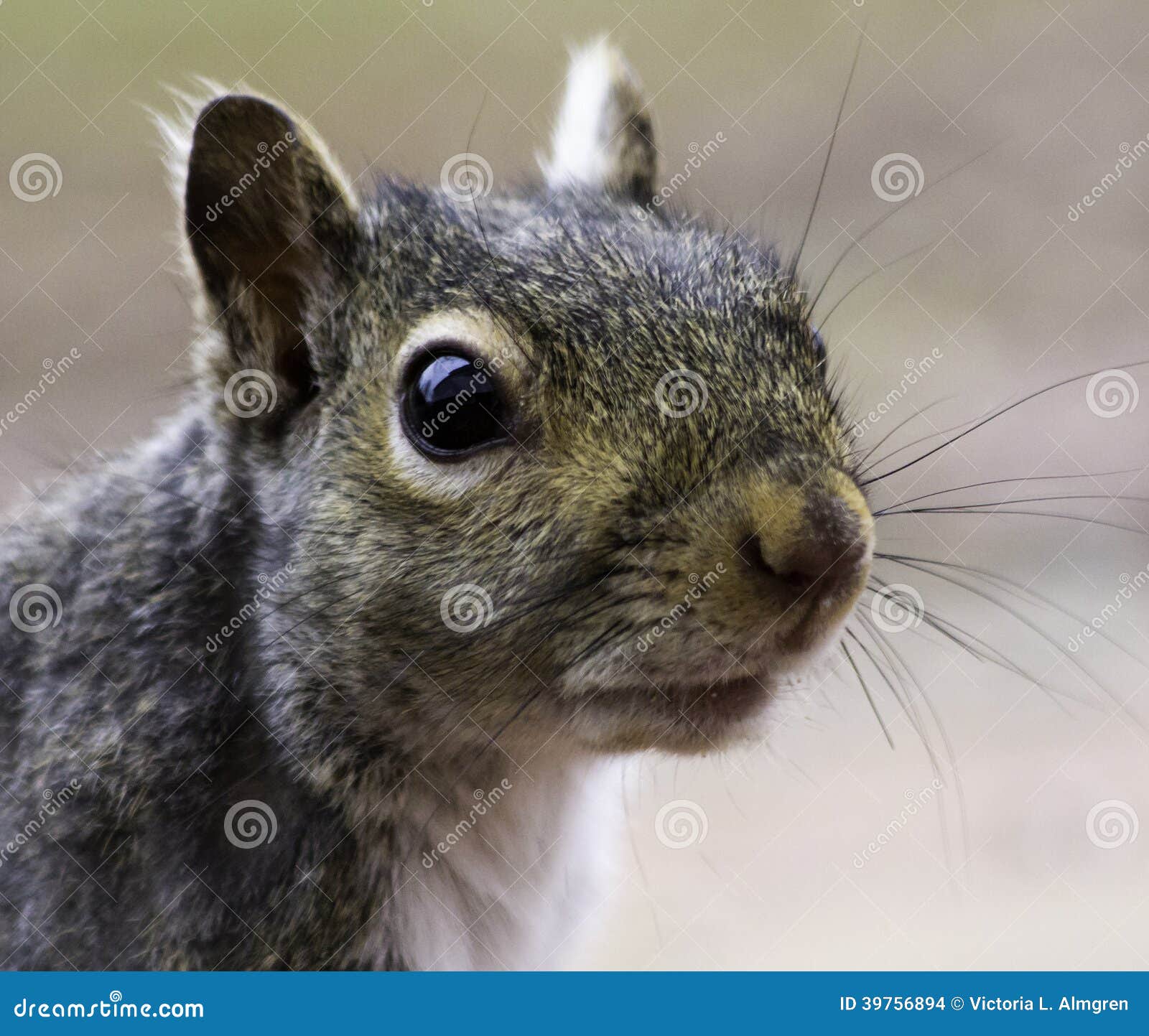 Squirrel Face stock photo. Image of face, sciurus, black - 39756894