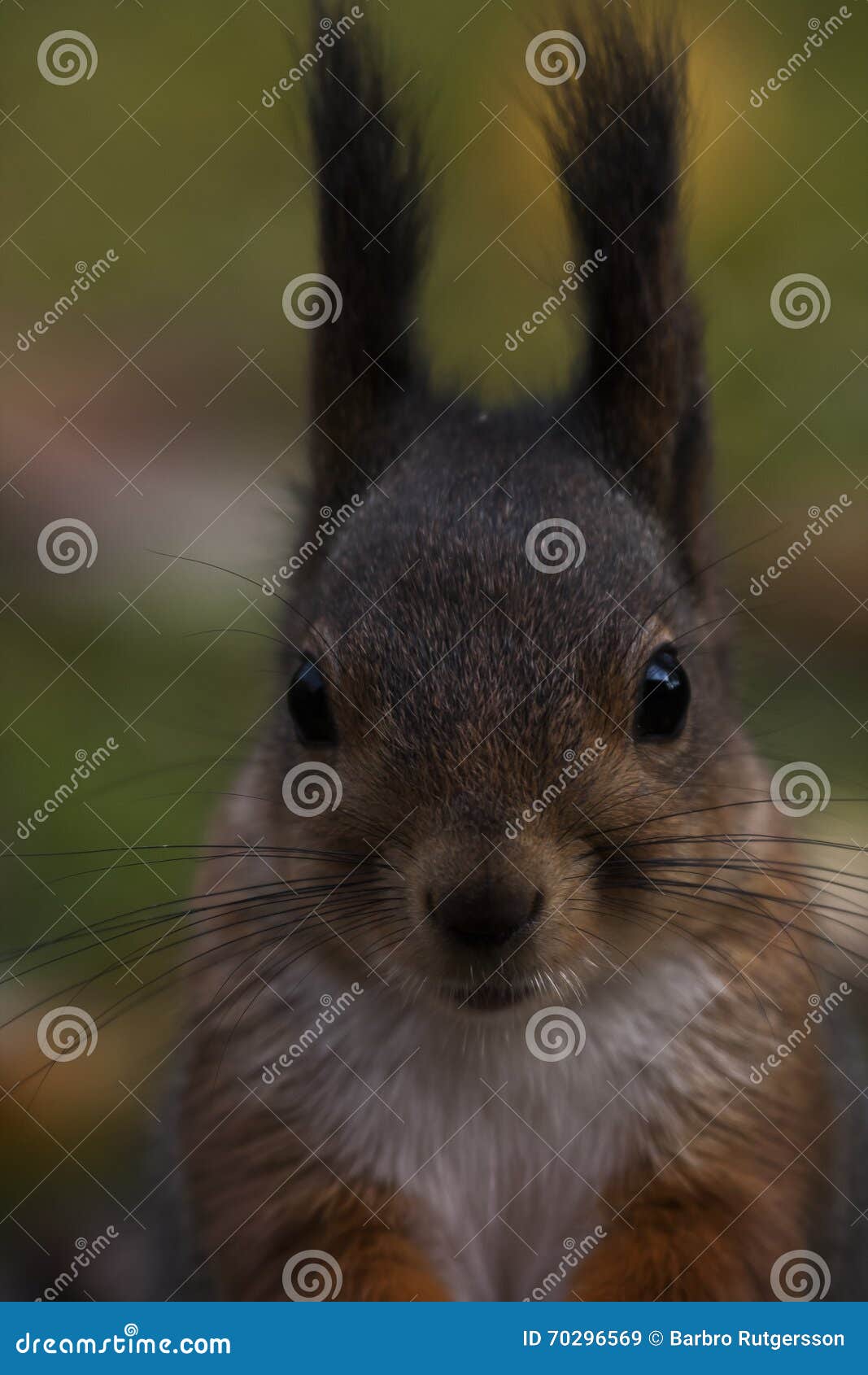 Squirrel face stock image. Image of wildlife, sweet, furry - 70296569