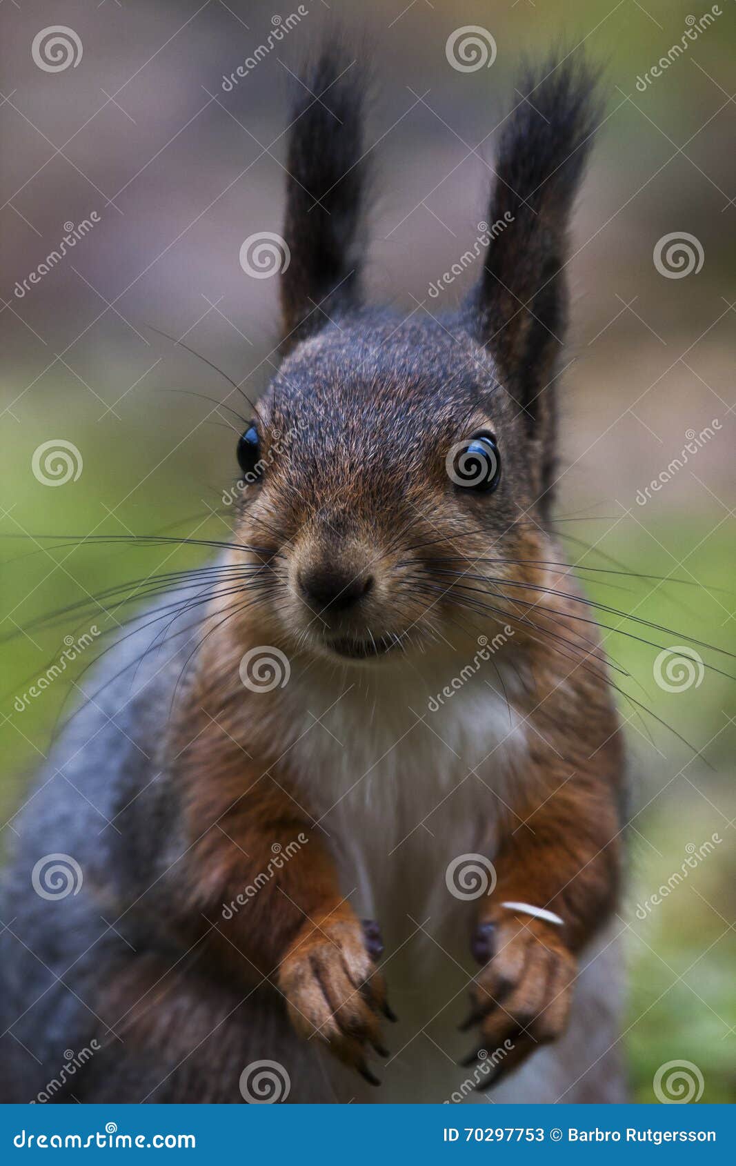 Squirrel face stock image. Image of fuzzy, animal, animals - 70297753
