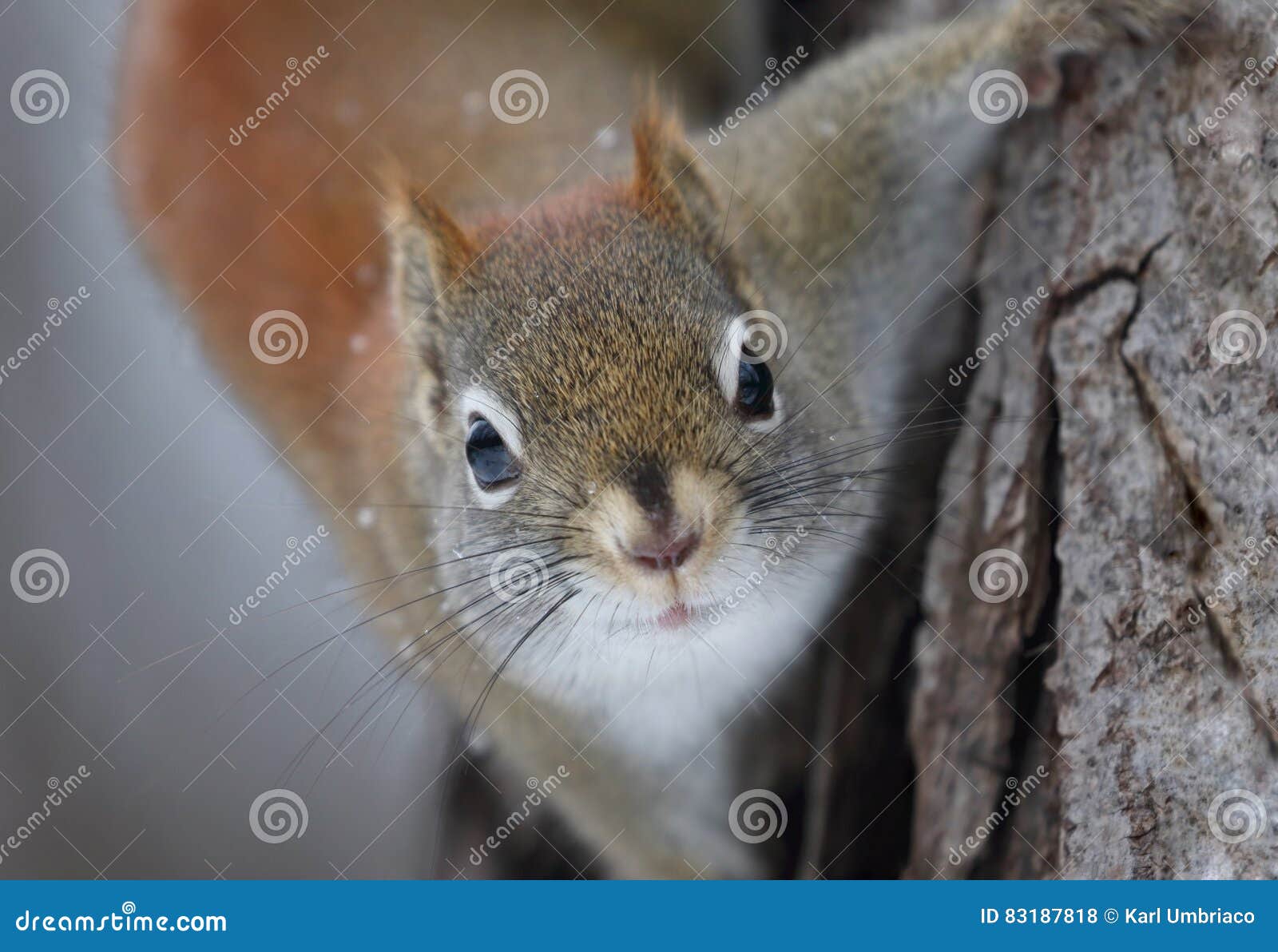 Squirrel face stock photo. Image of wildlife, face, beauty - 83187818