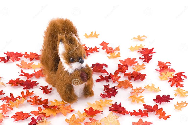 Squirrel in fall. stock photo. Image of nature, fall - 10645274