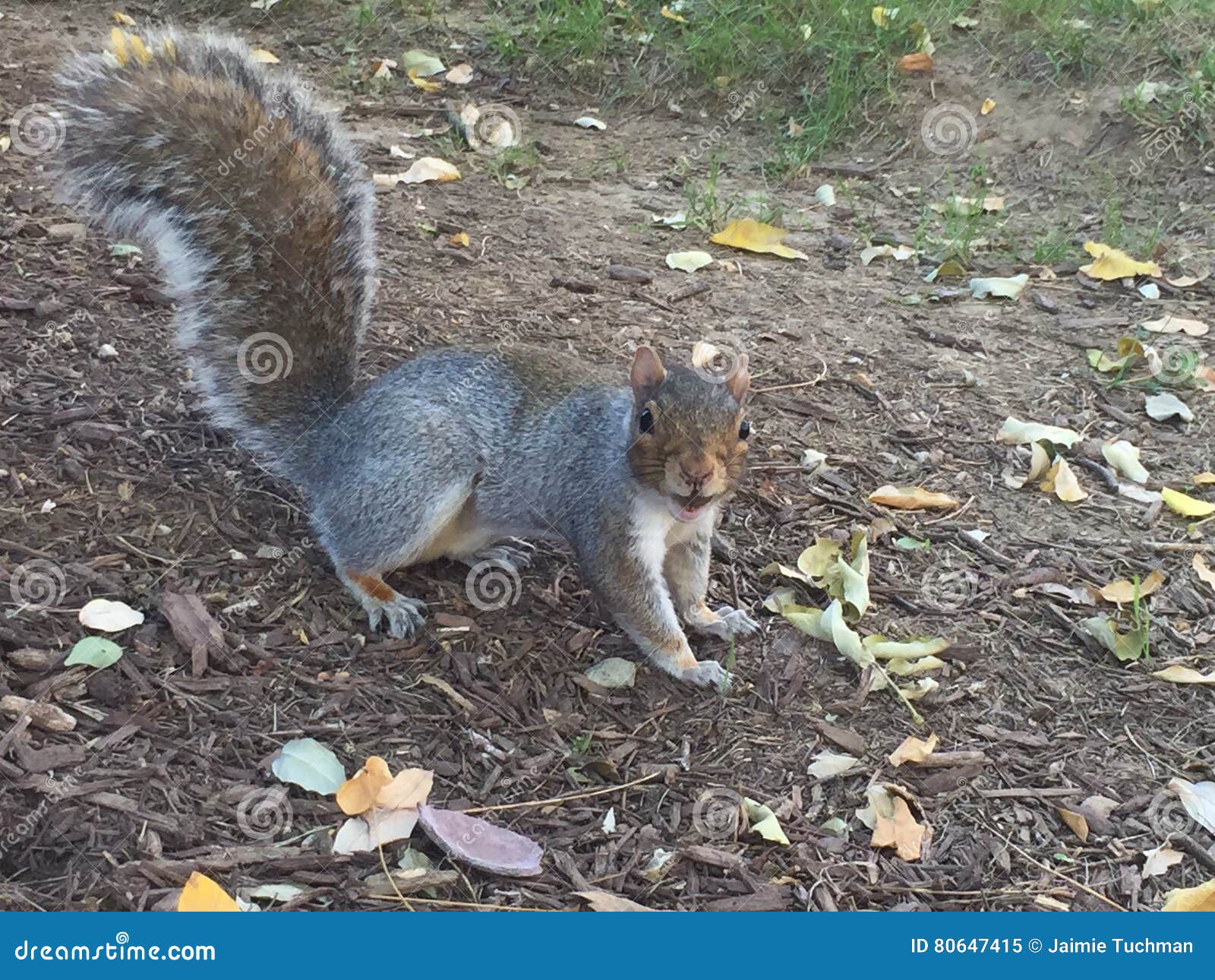 Squirrel in the Fall Looking for Nuts Stock Image - Image of cracking ...