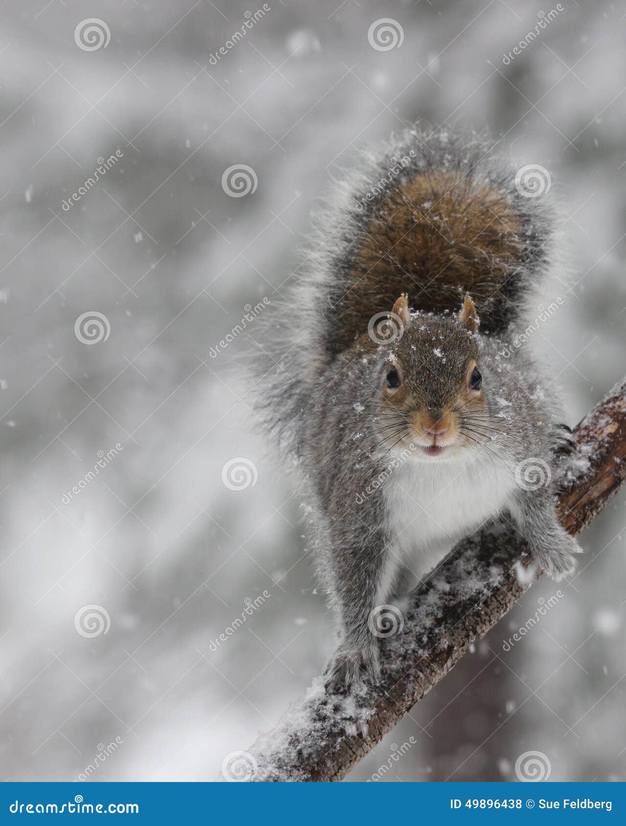 Squirrel in Falling Snow stock photo. Image of sitting - 49896438