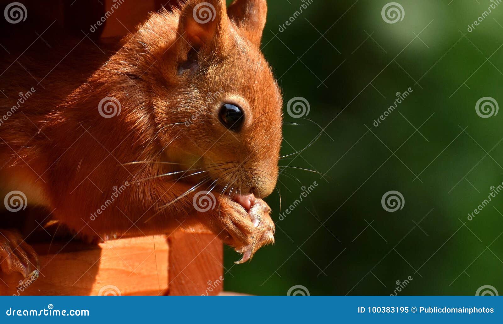 Squirrel, Fauna, Mammal, Whiskers Picture. Image: 100383195