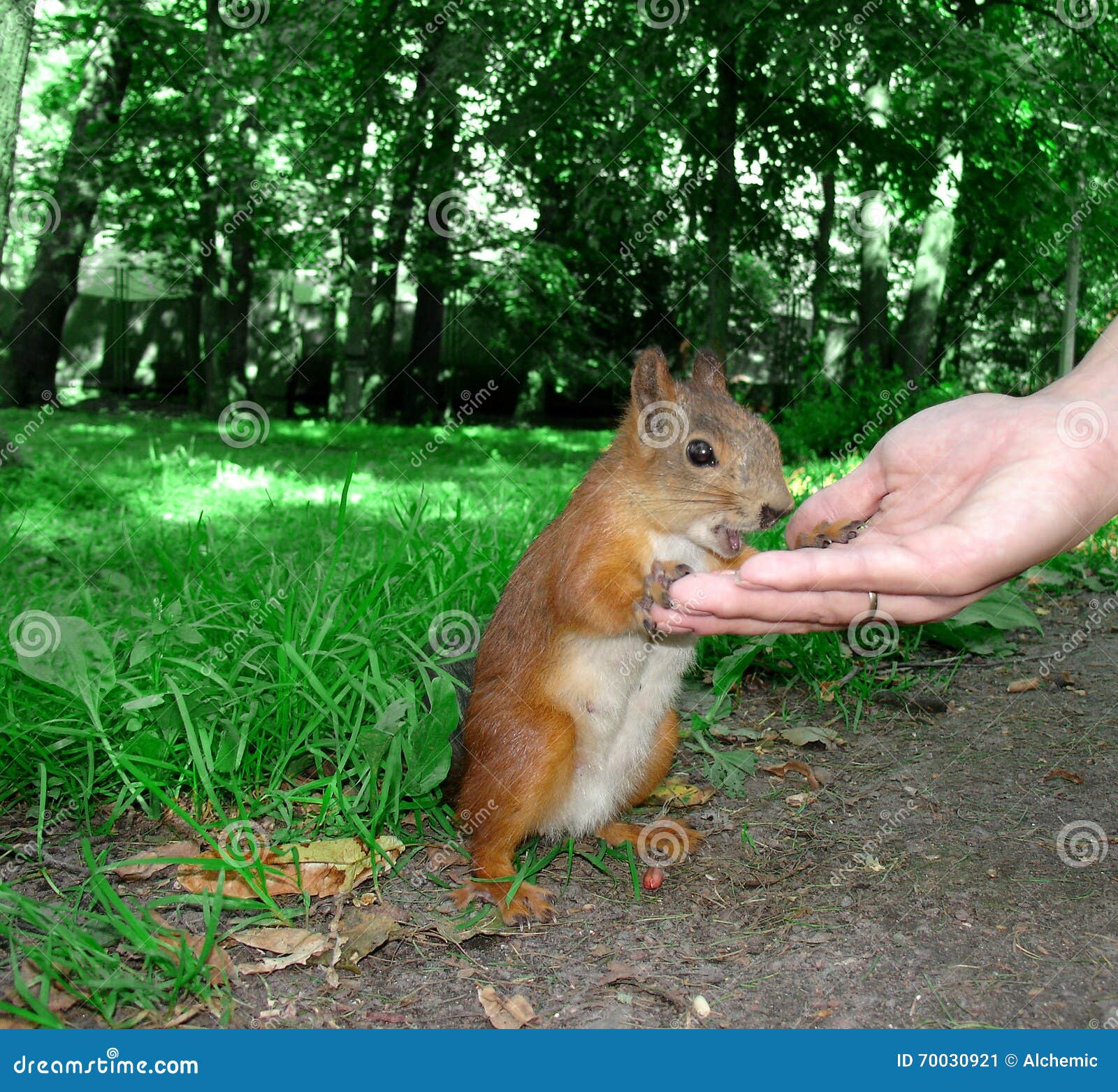 Squirrel, Feeding Animal, Female Hand, Nuts, Park, Green Grass Stock ...