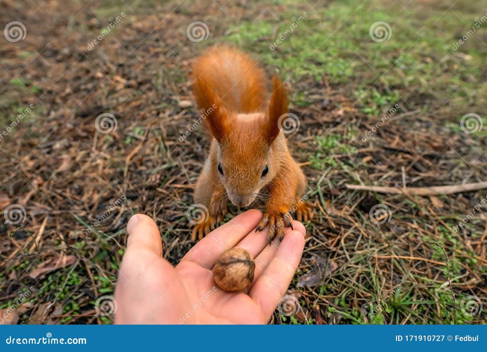 Squirrel Feeding. Funny Ginger Animal Eats Nuts from Hand in the Park ...
