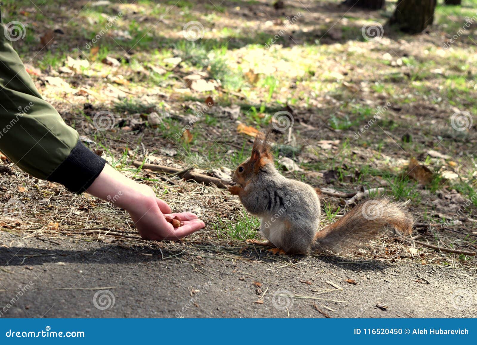 Squirrel feeding from hand stock photo. Image of tail - 116520450