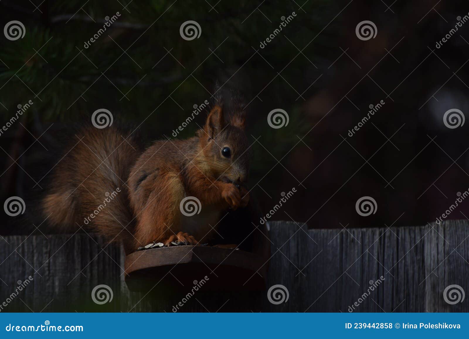 Squirrel on the Fence in the Garden Stock Photo - Image of spring ...