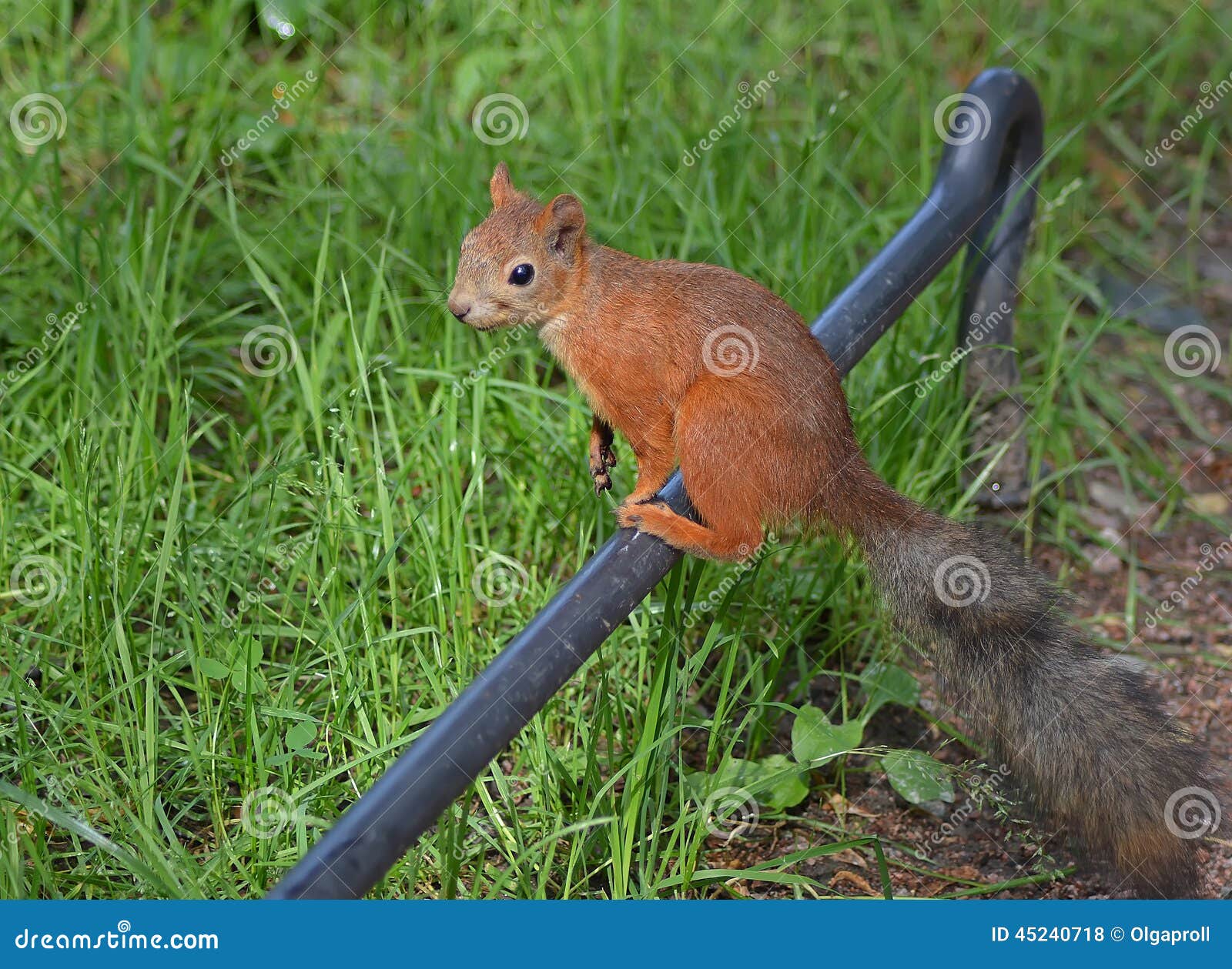 Squirrel on fence stock photo. Image of waiting, sits - 45240718