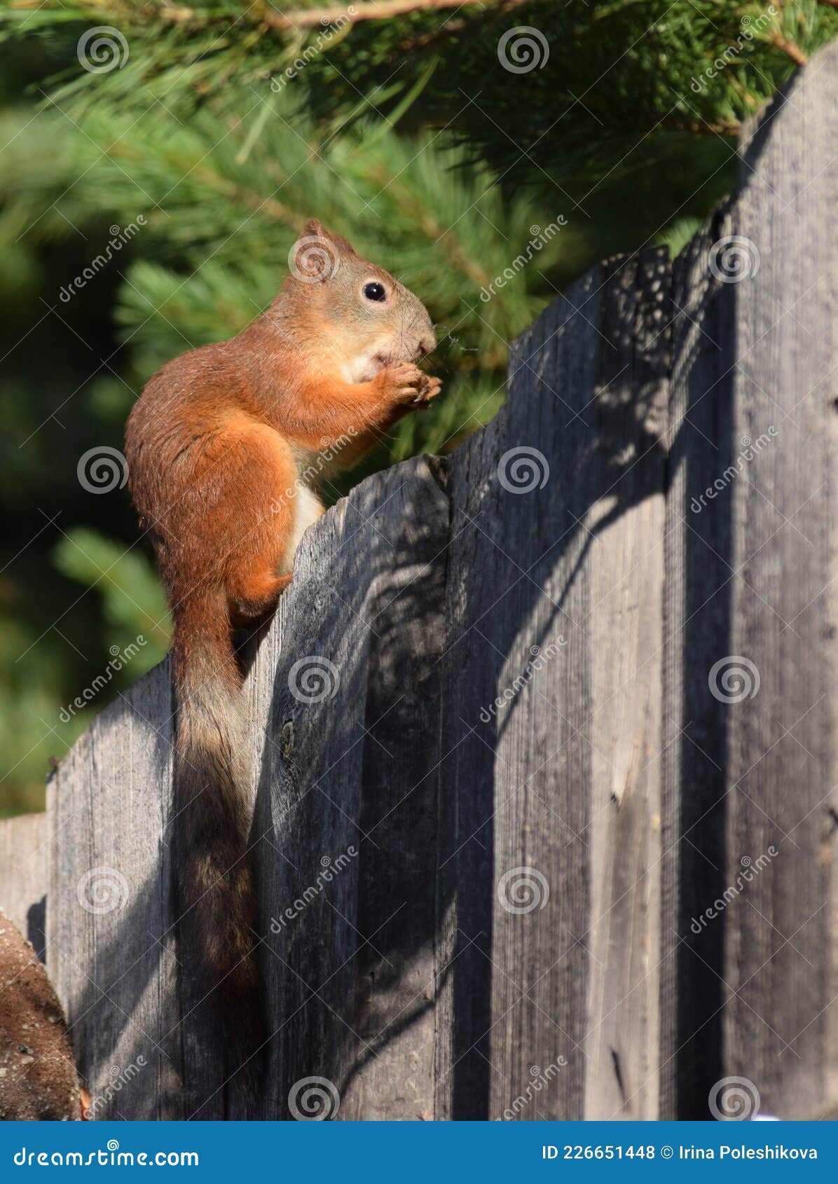 Squirrel Eats Nut on the Fence in the Garden Stock Photo - Image of ...