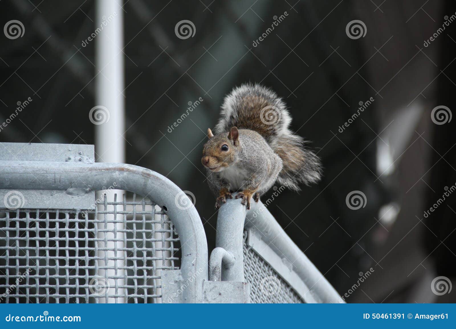 Squirrel on a fence stock image. Image of animal, watchful - 50461391