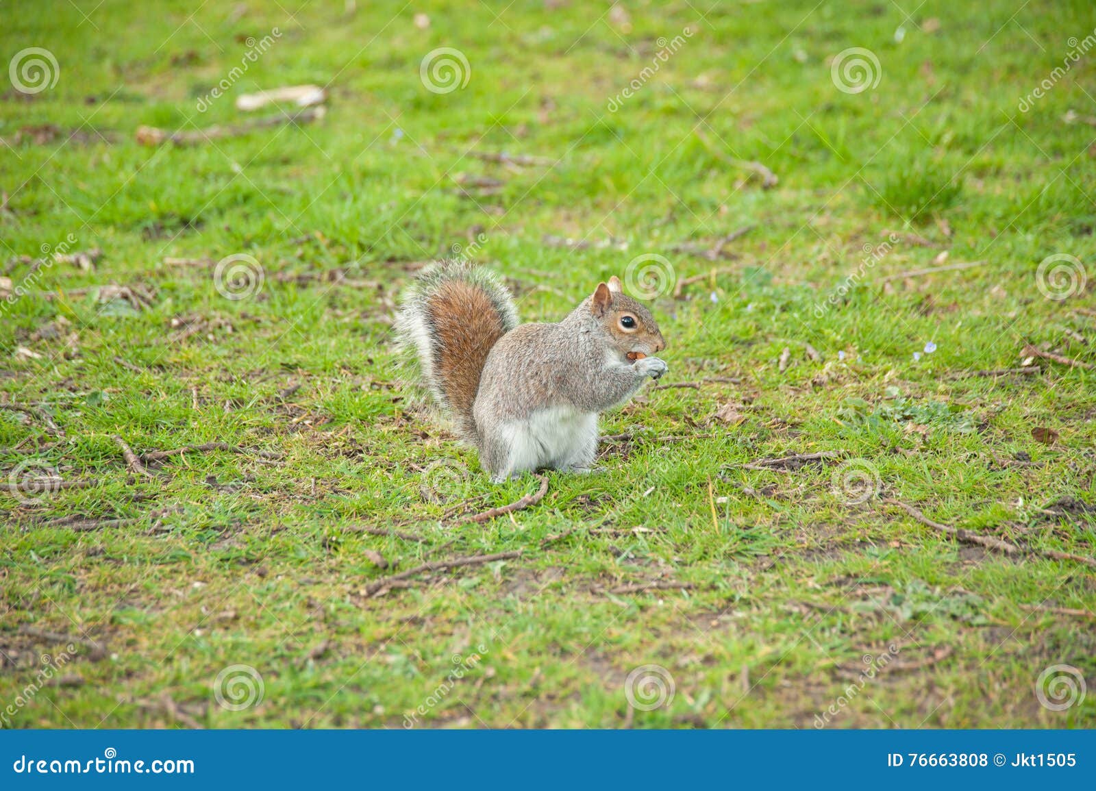 Squirrel in a field stock photo. Image of little, rodent - 76663808