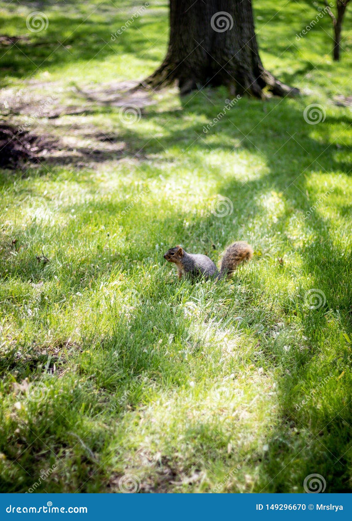 Single Squirrel in Field at a Park in Cleveland, Ohio Stock Photo ...