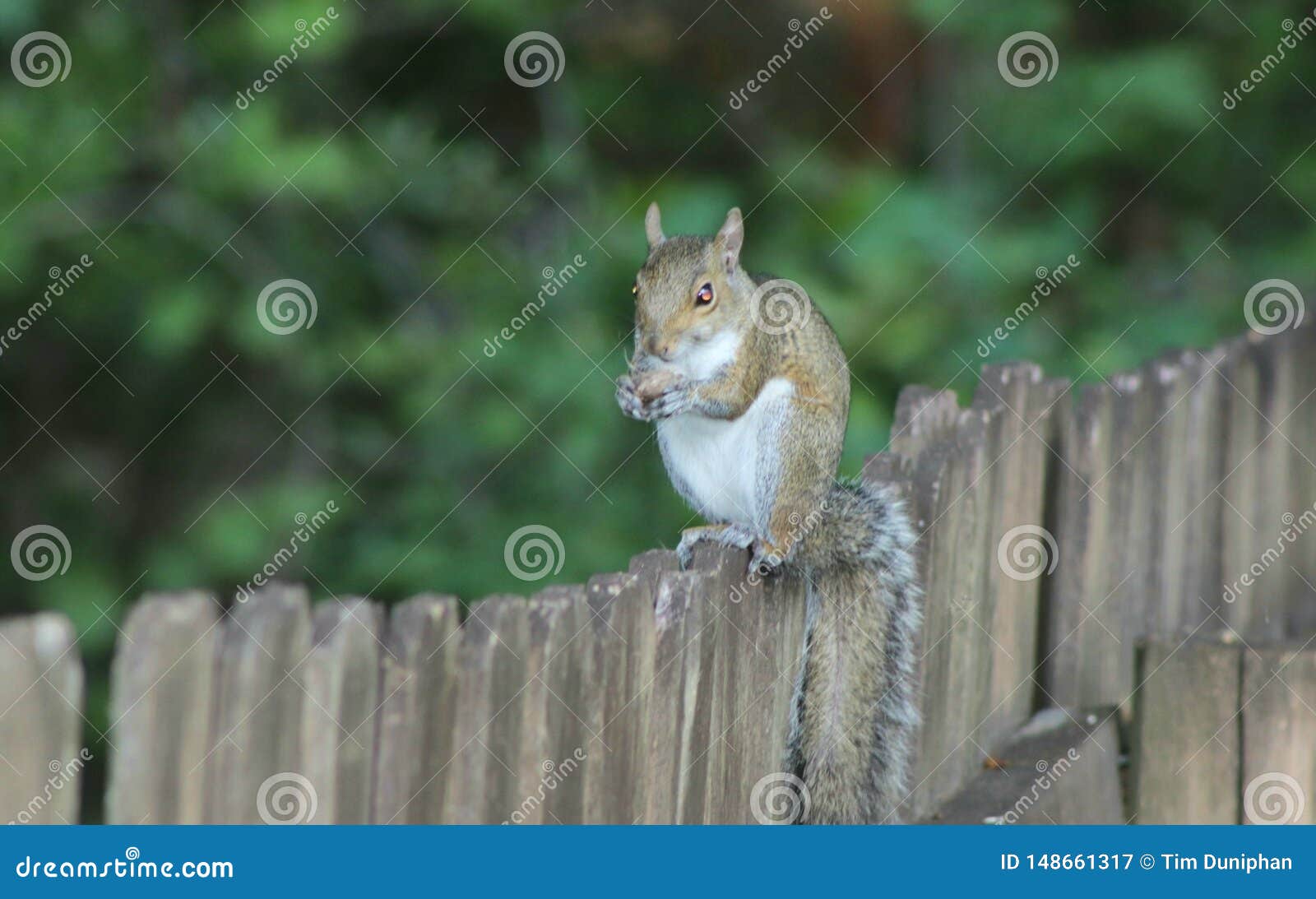 Squirrel Finding a Spring Nut Stock Image - Image of squirrel, catch ...