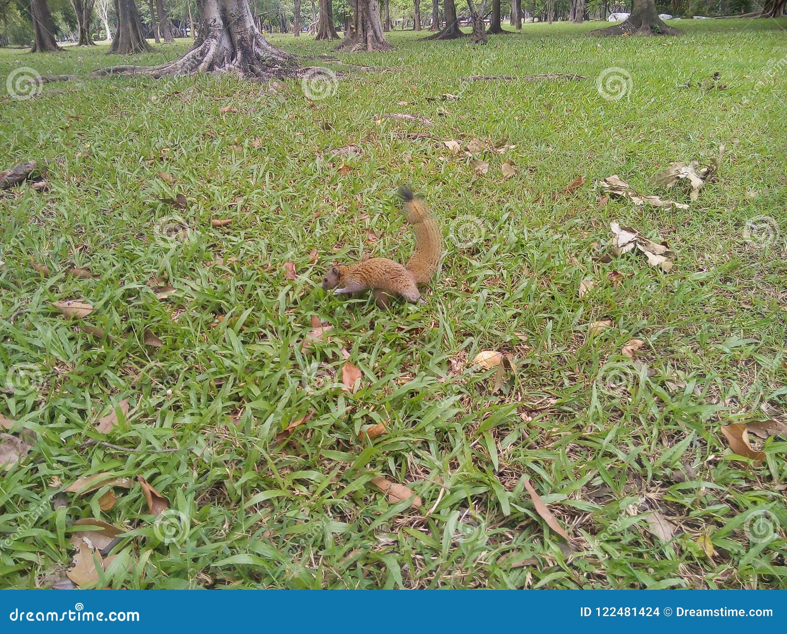 Animal is on the pawn. stock photo. Image of fruit, like - 122481424