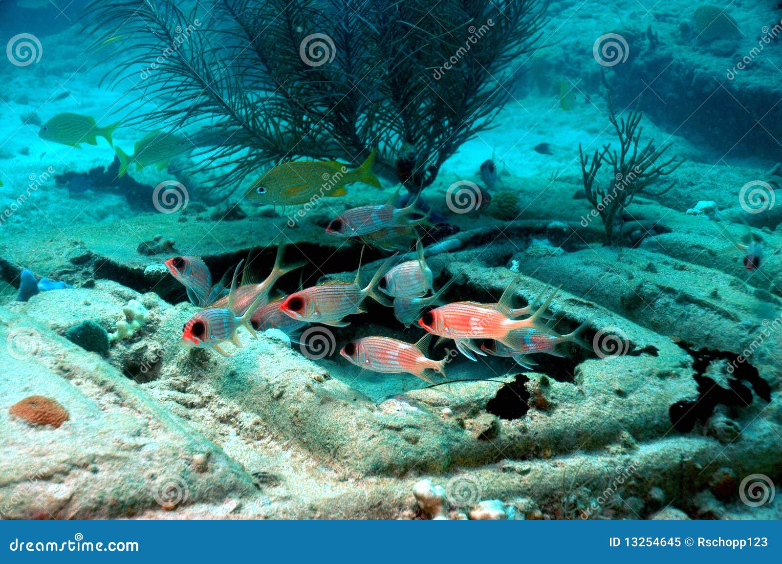 Squirrel Fish stock image. Image of reef, shipwrecked - 13254645