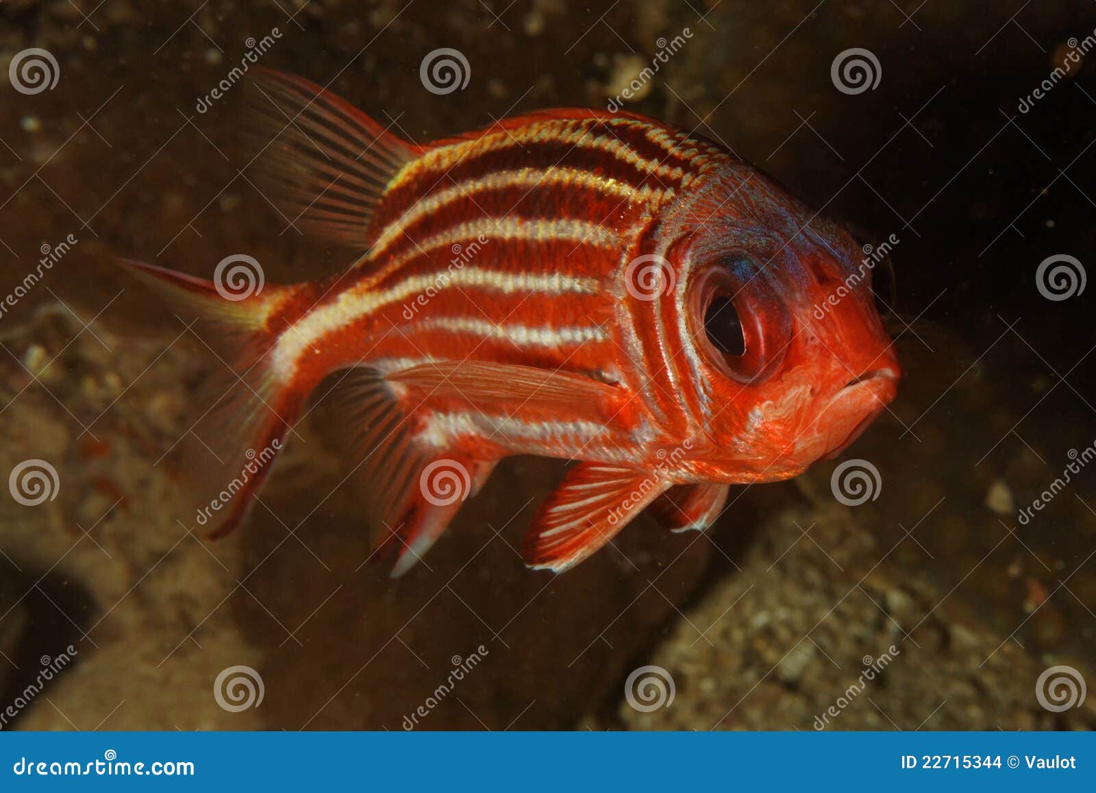 Squirrel Fish (Sargocentron Rubrum) Stock Photo - Image of fish, rubrum ...