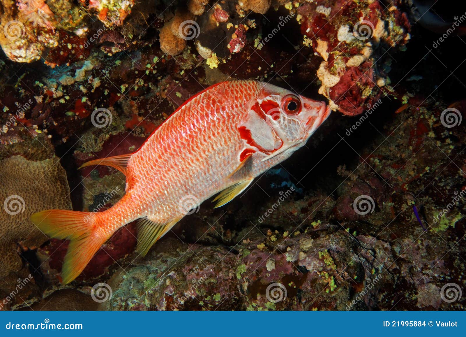 Squirrel Fish - Sargocentron Spiniferum - Red Sea Stock Photo - Image ...
