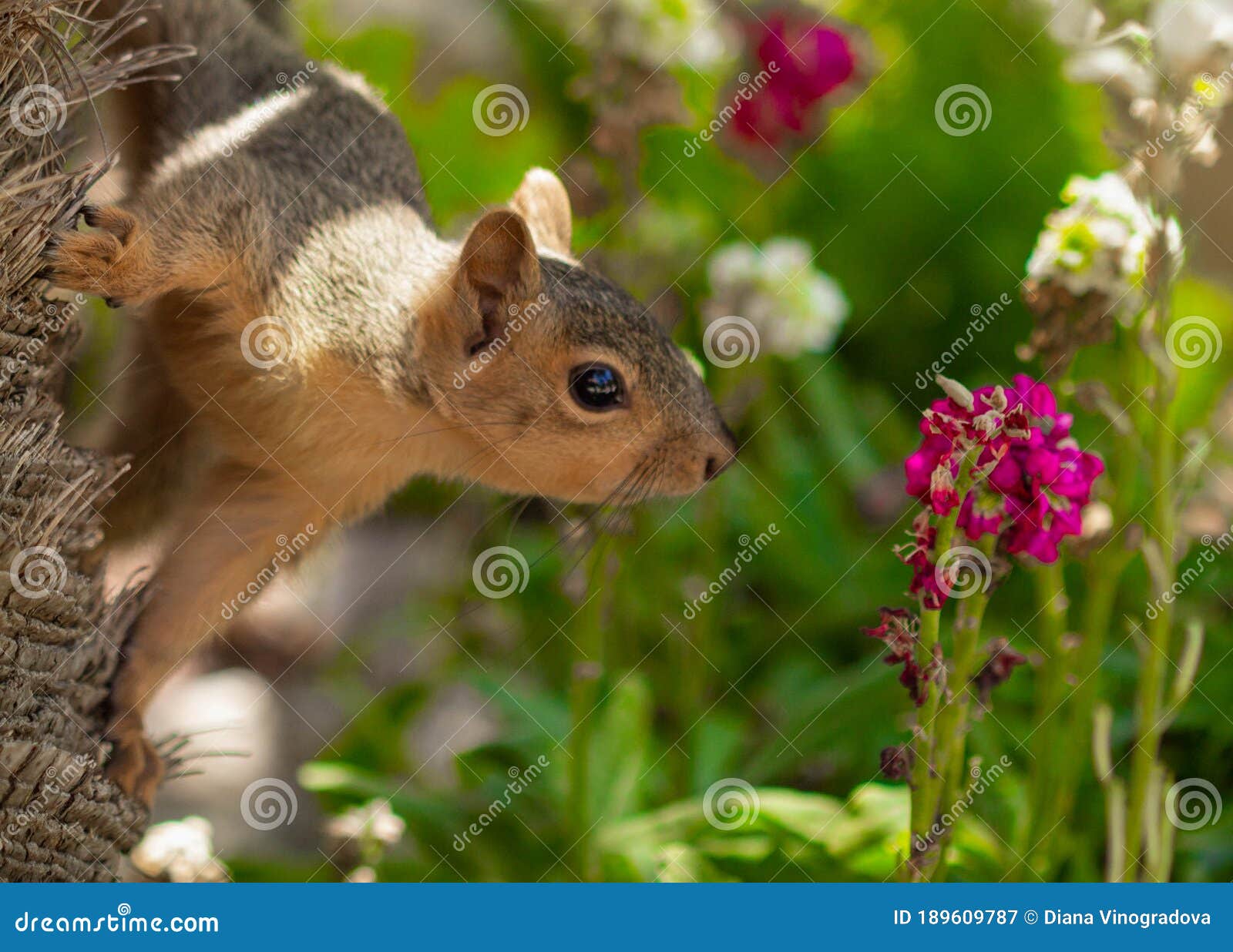 Squirrel with a Flower Outdoors Stock Image - Image of flower, mammals ...