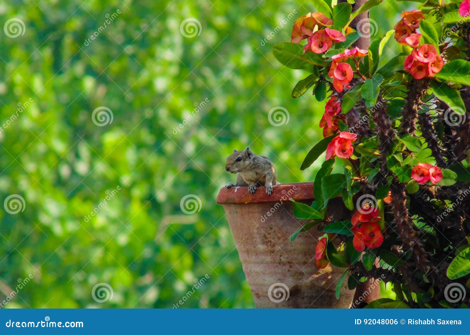 Squirrel in a Flower Pot stock photo. Image of lying - 92048006