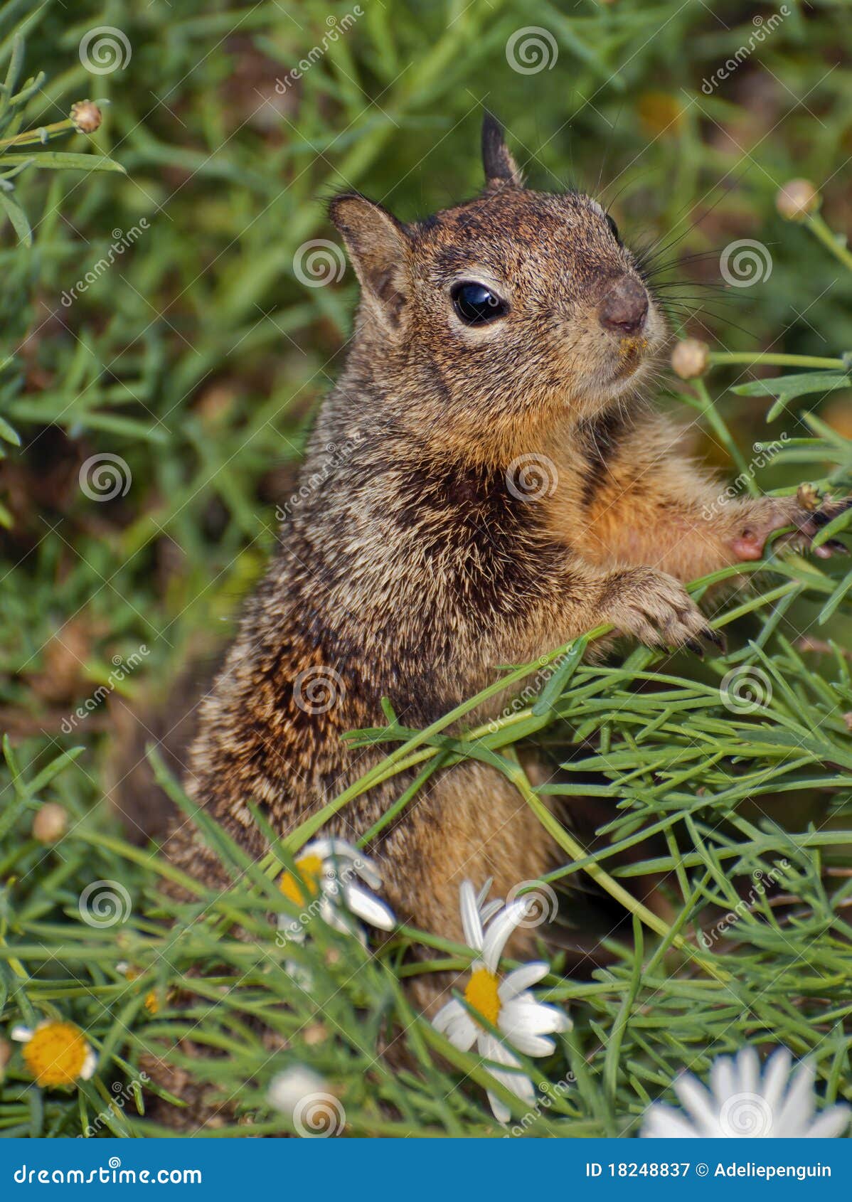 Squirrel in the Flowers stock image. Image of pollen - 18248837