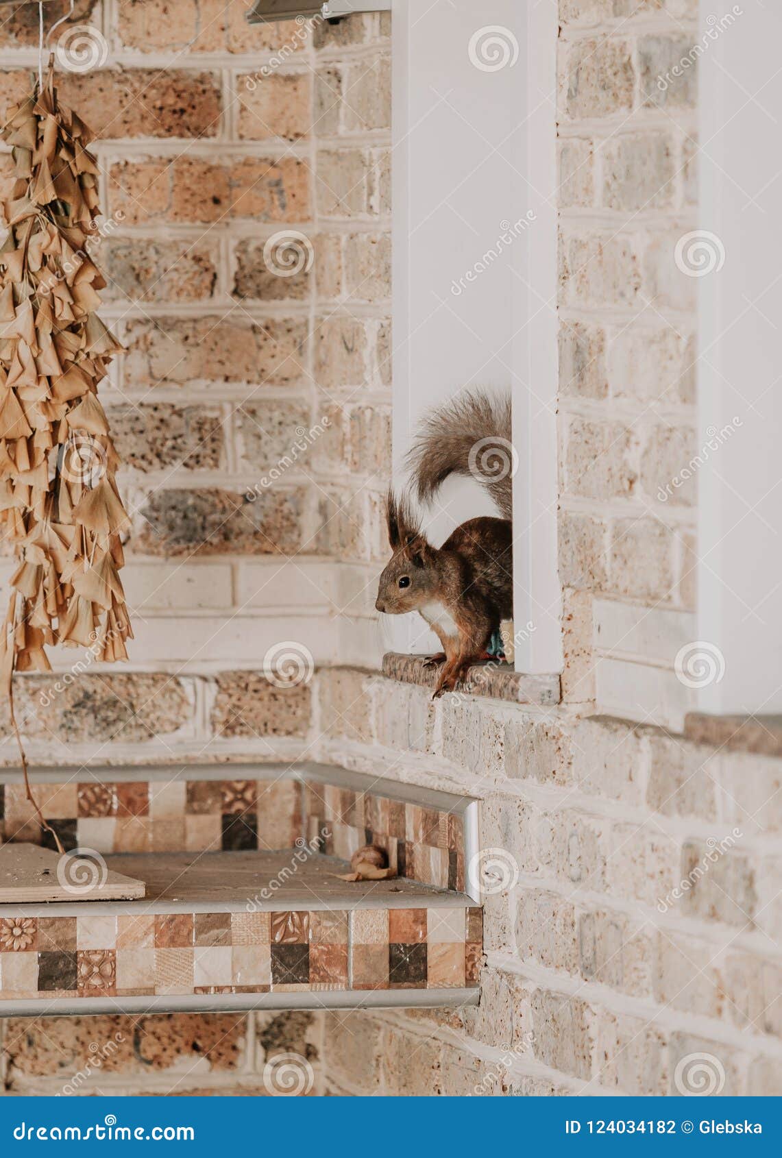 Squirrel with Fluffy Ears Sits in Window Aperture Stock Photo - Image ...
