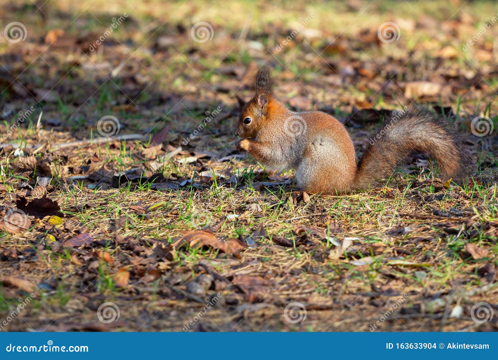 Squirrel with Fluffy Ears and a Tail Sits on the Ground and Eats Stock ...