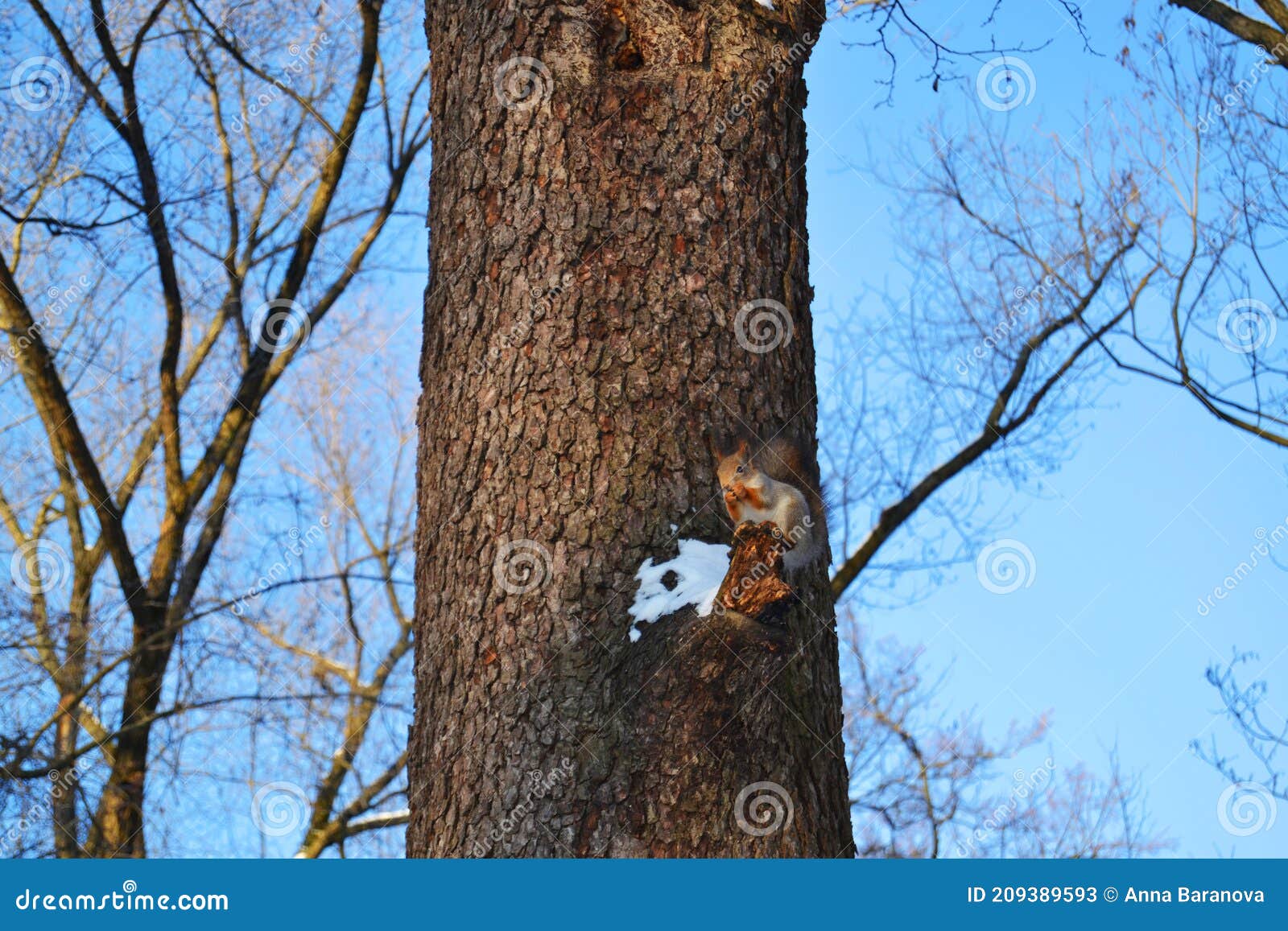 A Squirrel with a Fluffy Red Tail Sits on a Large Thick Tree in the ...