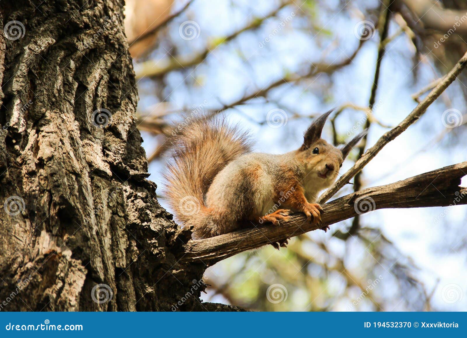 Squirrel with a Fluffy Tail in Its Natural Habitat Stock Photo - Image ...