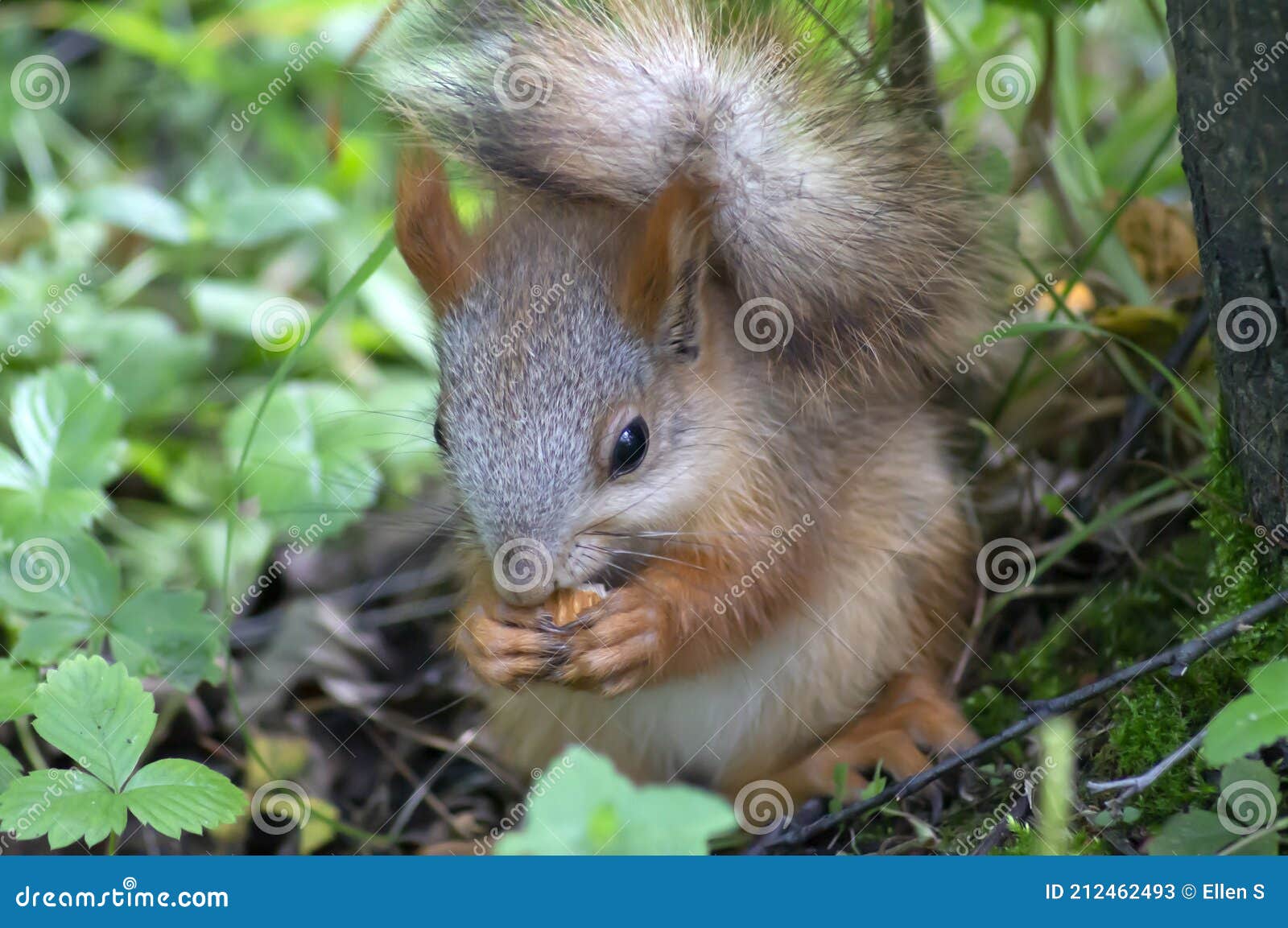 A Squirrel with a Fluffy Tail Nibbles on a Nut Stock Image - Image of ...