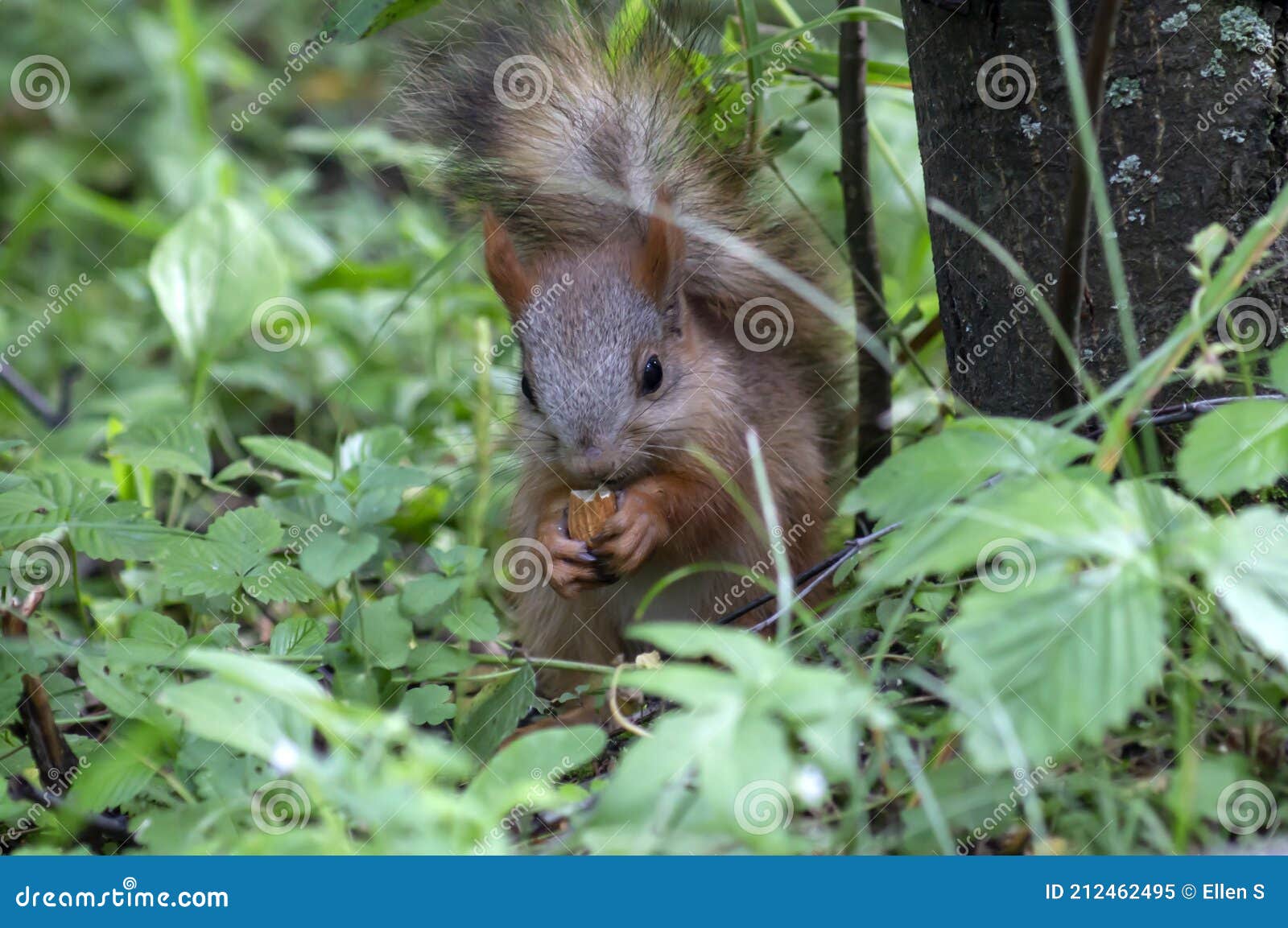 A Squirrel with a Fluffy Tail Nibbles on a Nut Stock Image - Image of ...