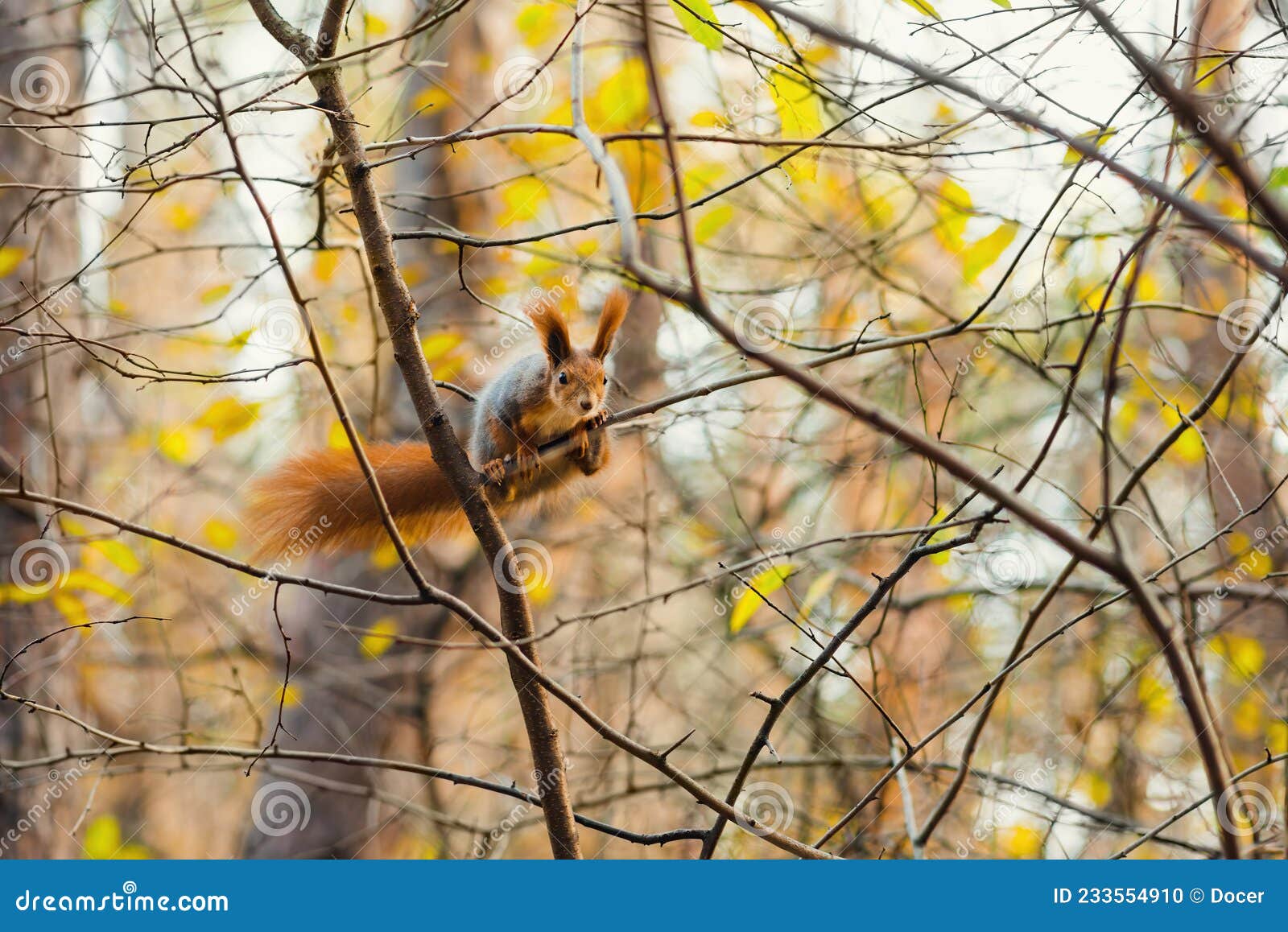 Squirrel with a Fluffy Tail Sits on a Thin Branch of a Tree Stock Photo ...