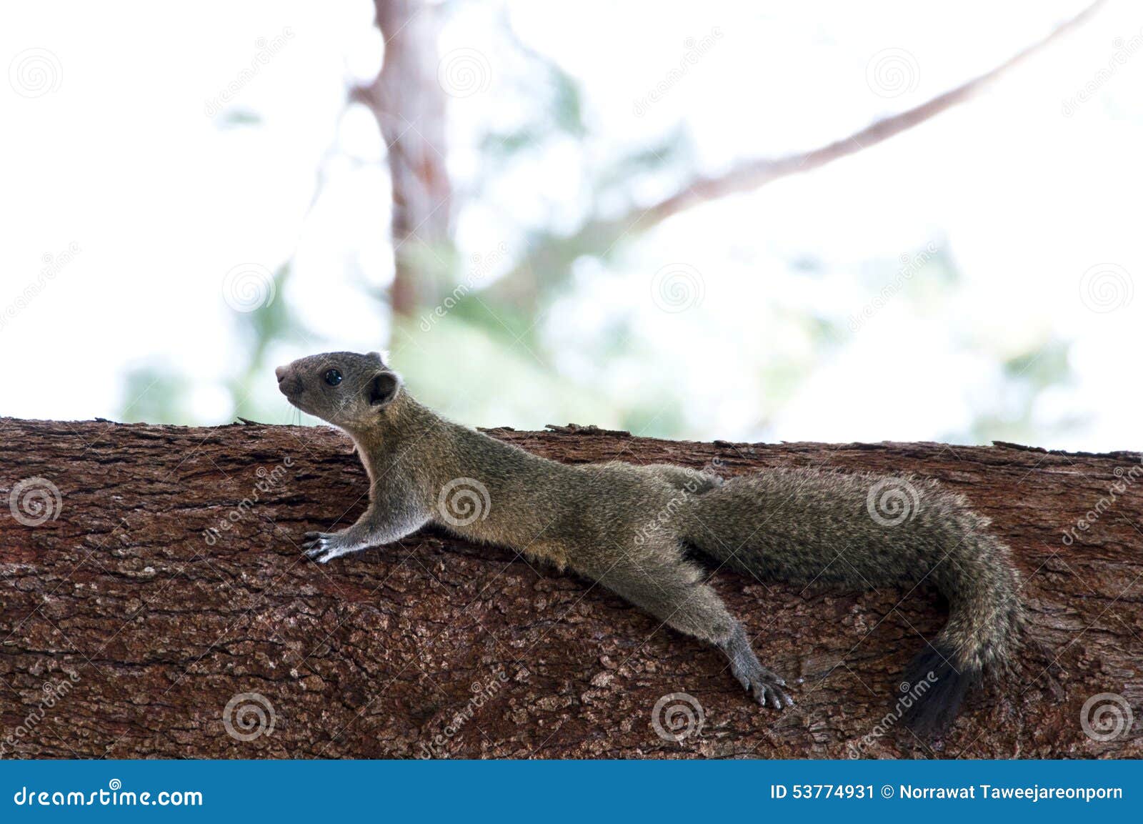Squirrel stock image. Image of life, morning, rodents - 53774931