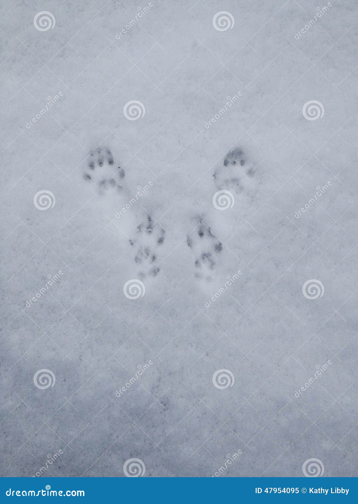 Squirrel foot prints stock image. Image of prints, footprints - 47954095