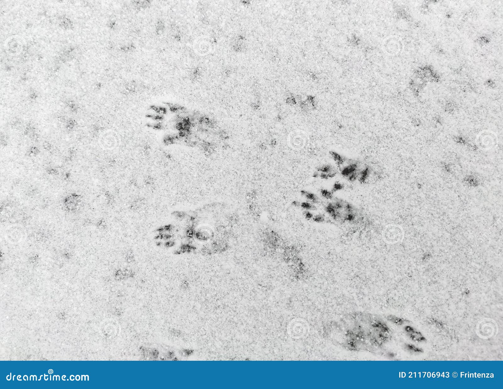 Squirrel Footprints on White Snow. Animal Footprints Stock Image ...
