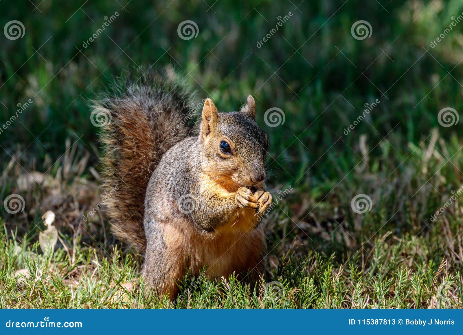 Squirrel Foraging for Nuts in the Grass Stock Image - Image of tail, bushy: 115387813