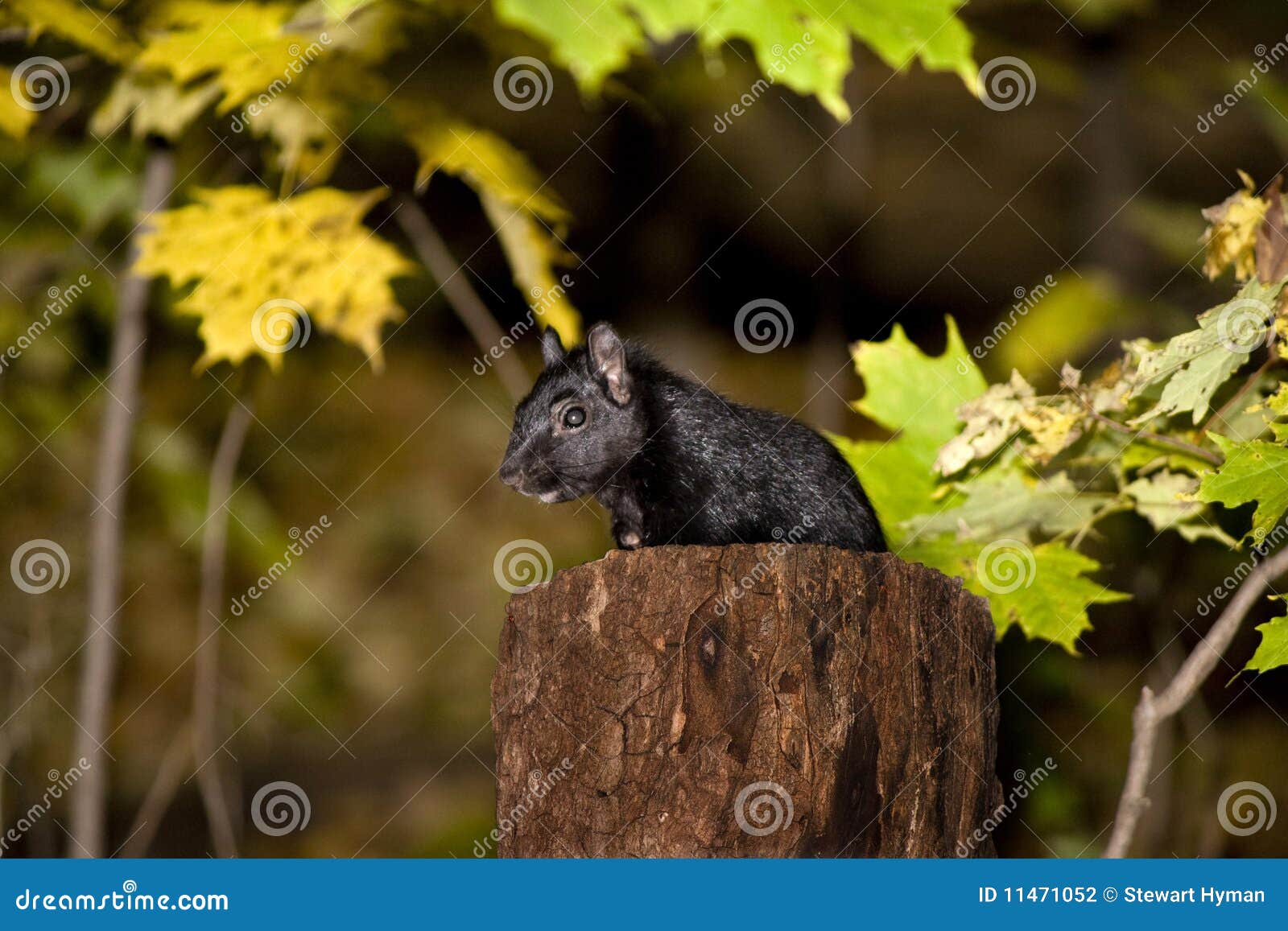 Squirrel in a forest stock photo. Image of sleep, spring - 11471052